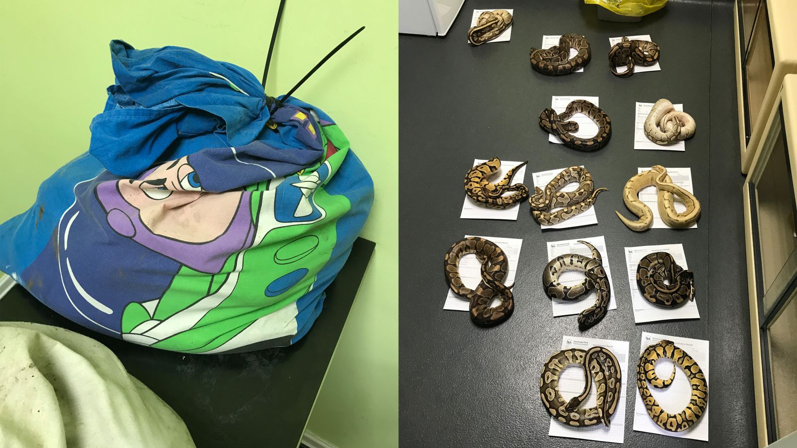 13 snakes found dumped by bin inside two Buzz Lightyear pillowcases ...