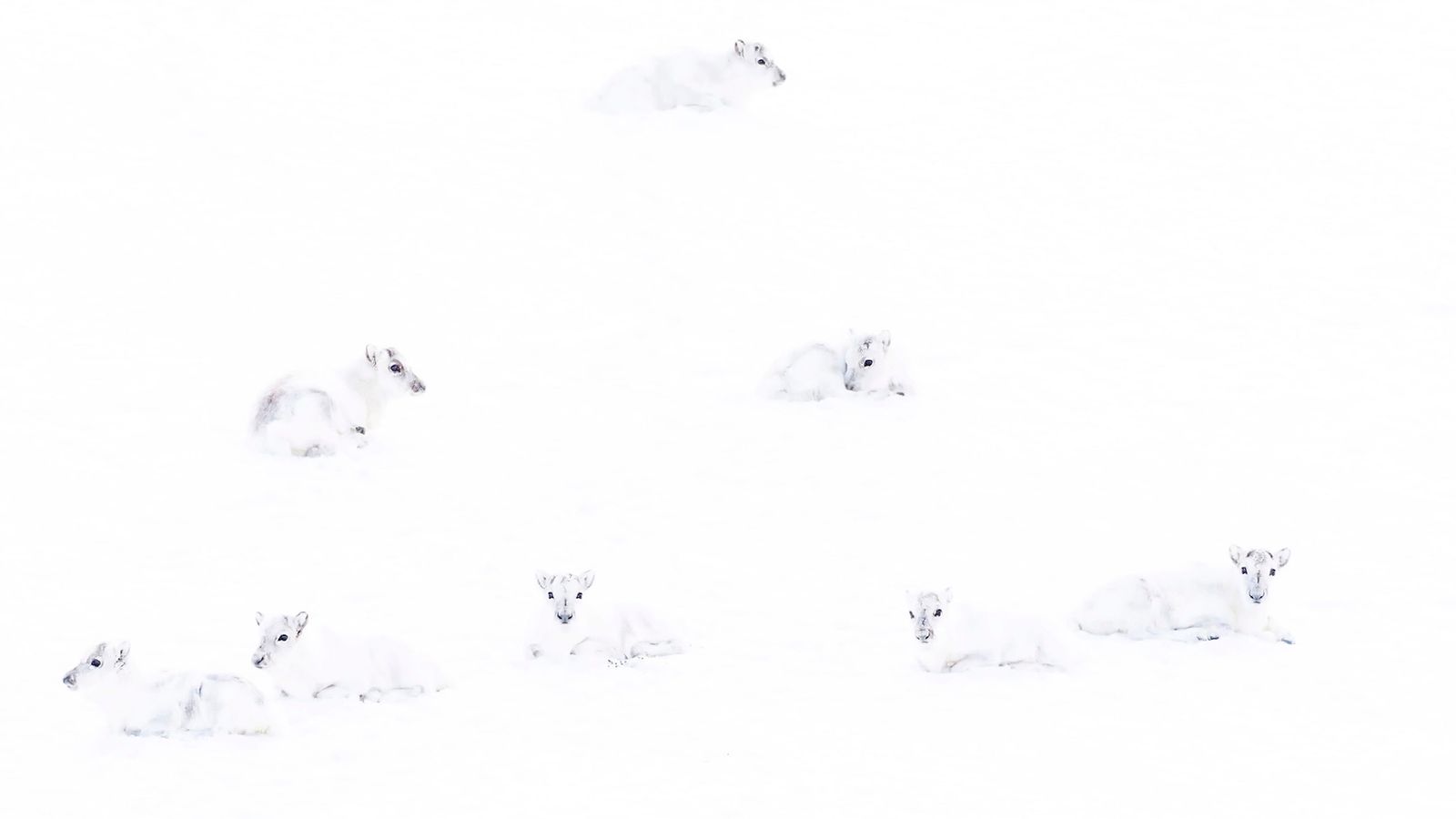 Wildlife Photographer of the Year: Fighting mice image wins people's ...