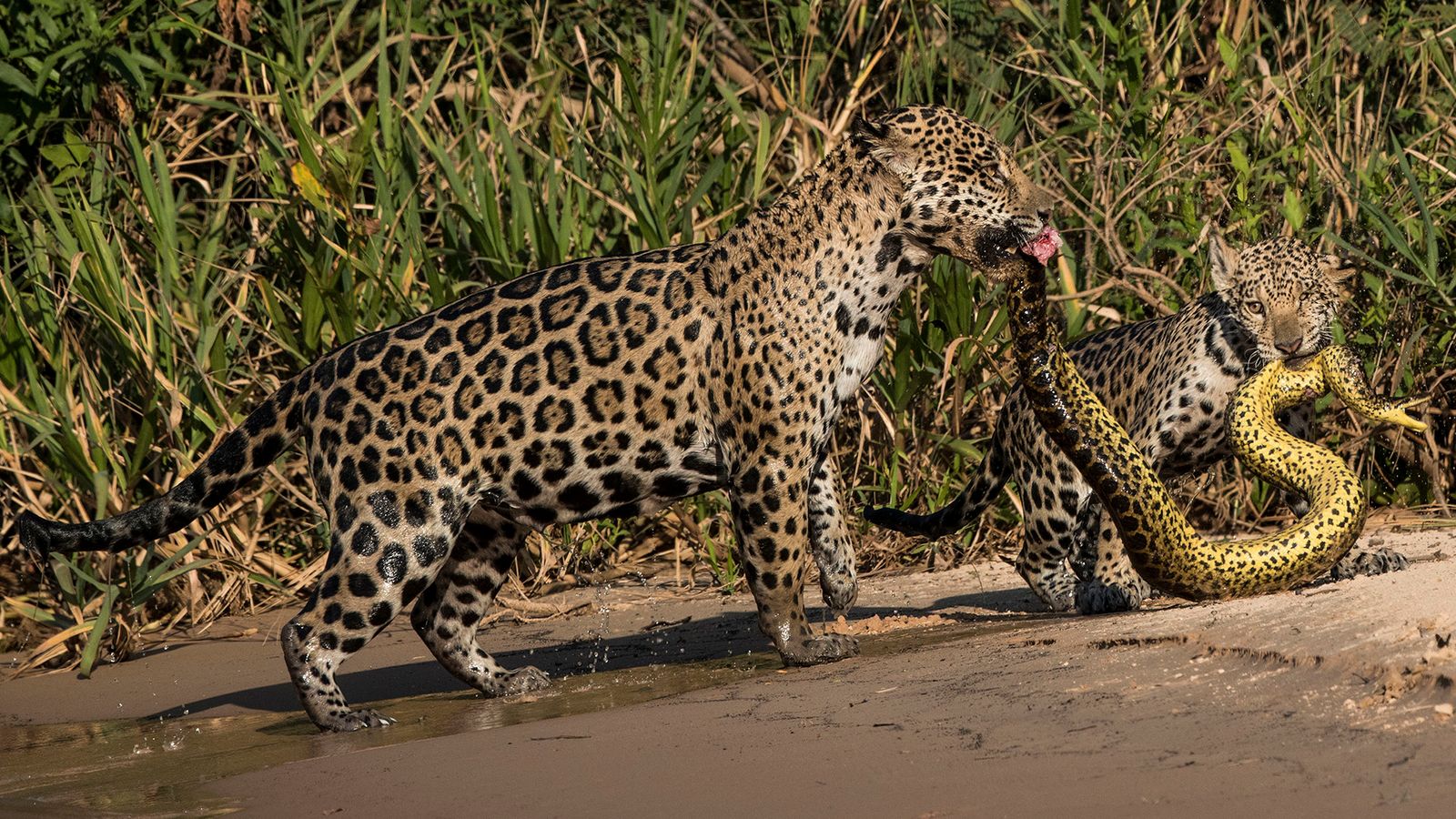 Wildlife Photographer of the Year: Fighting mice image wins people's ...