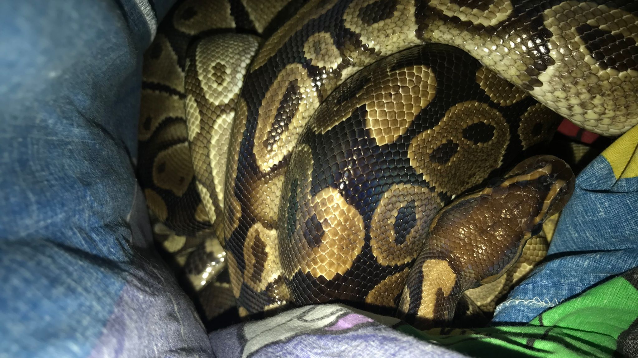13 snakes found dumped by bin inside two Buzz Lightyear pillowcases ...