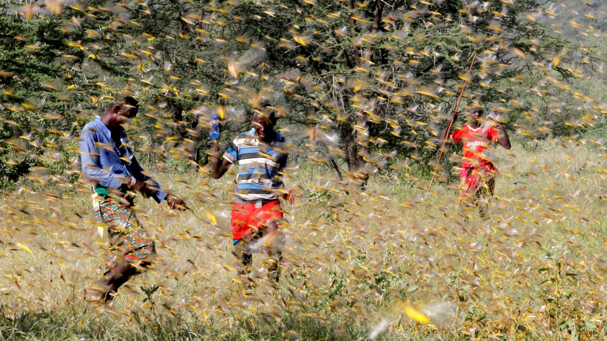 'Worst locust invasion in 70 years' threatens countries in eastern ...