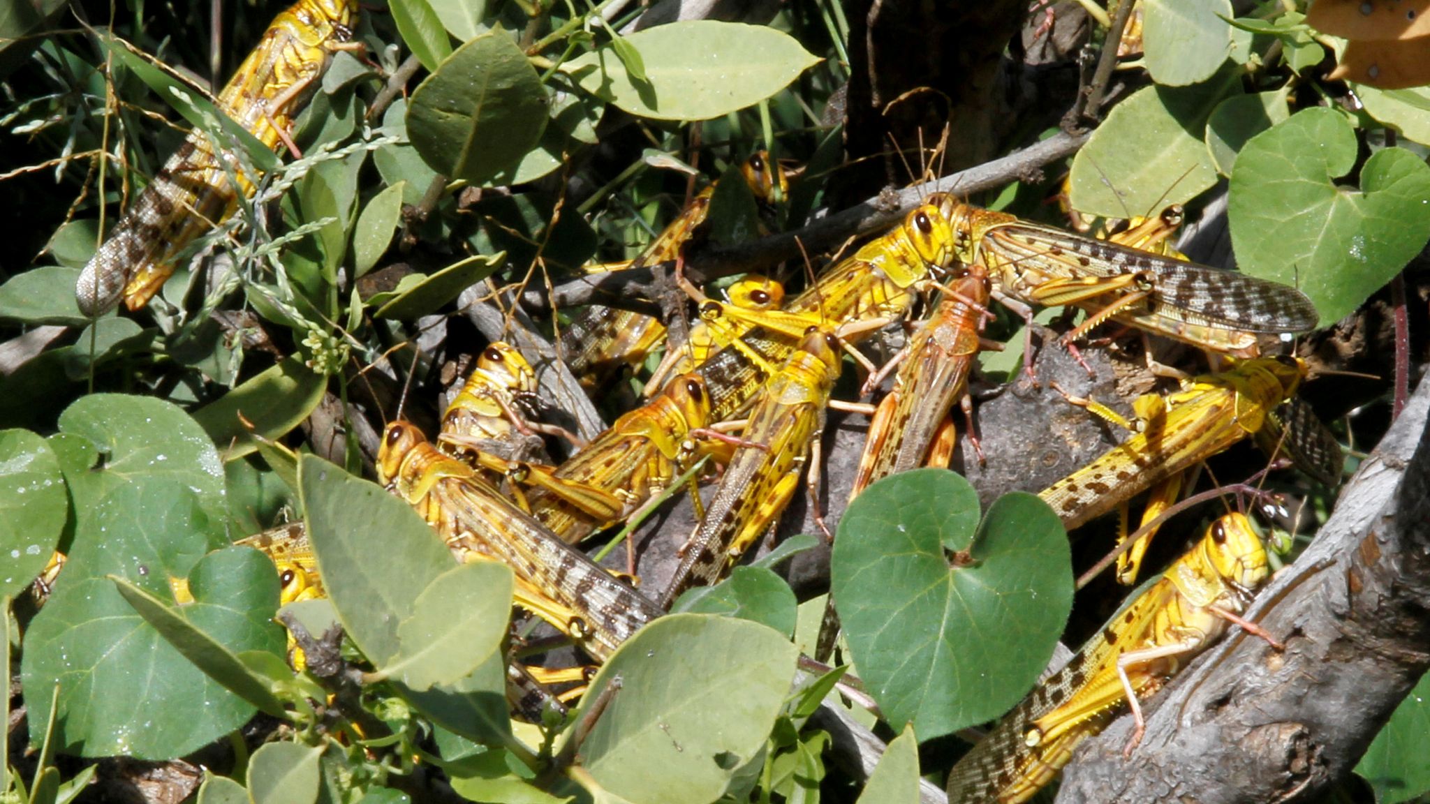 'Worst locust invasion in 70 years' threatens countries in eastern ...