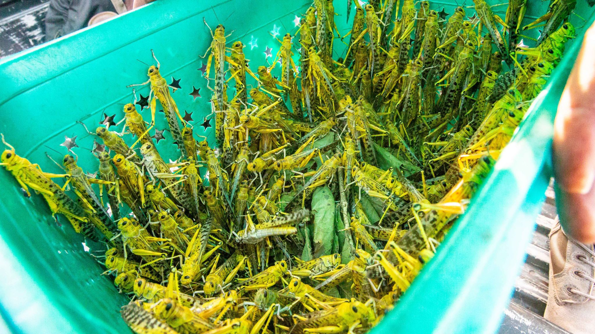 Locust swarms: UN says 13 million people in East Africa could face food ...