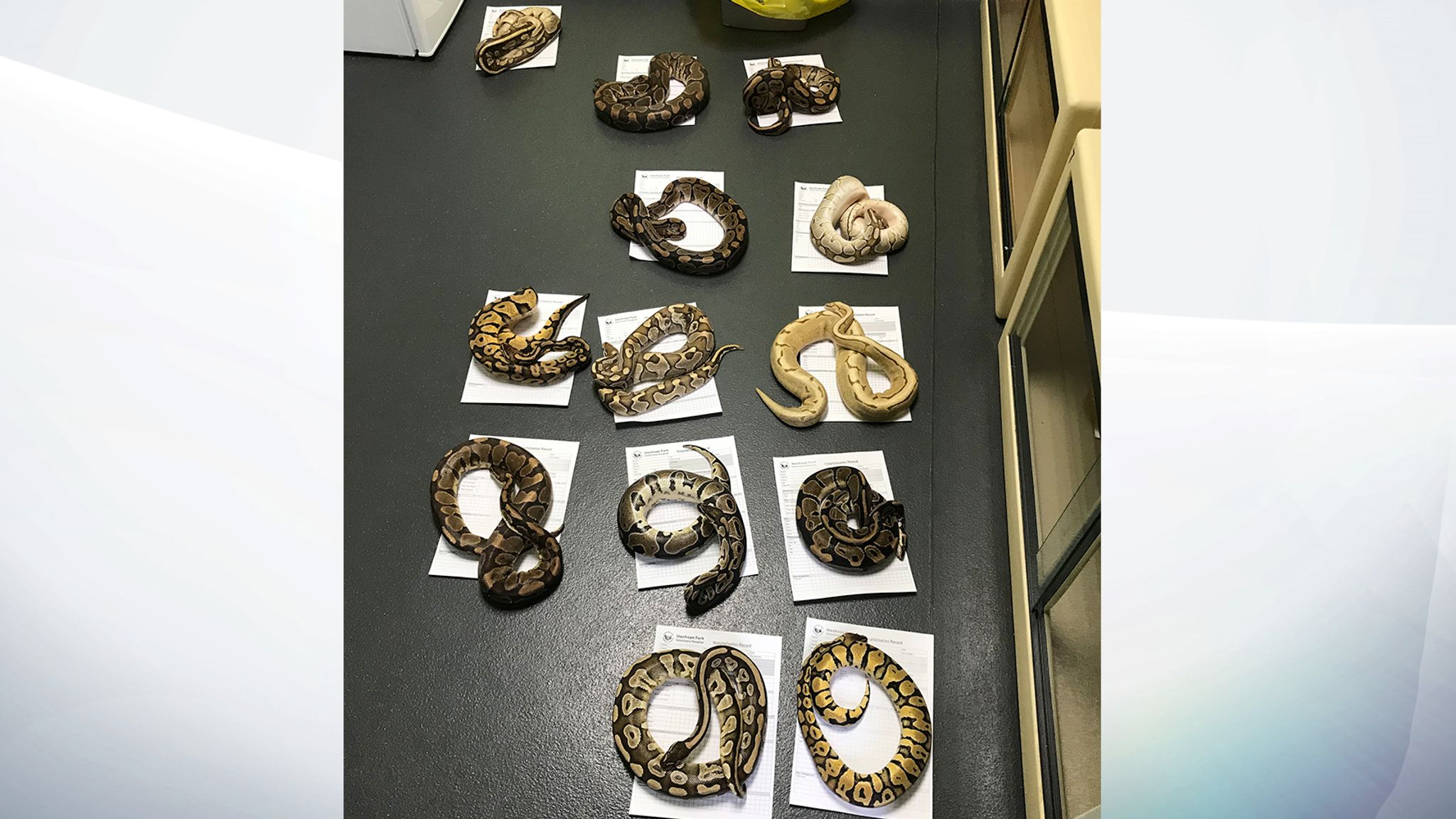13 snakes found dumped by bin inside two Buzz Lightyear pillowcases ...
