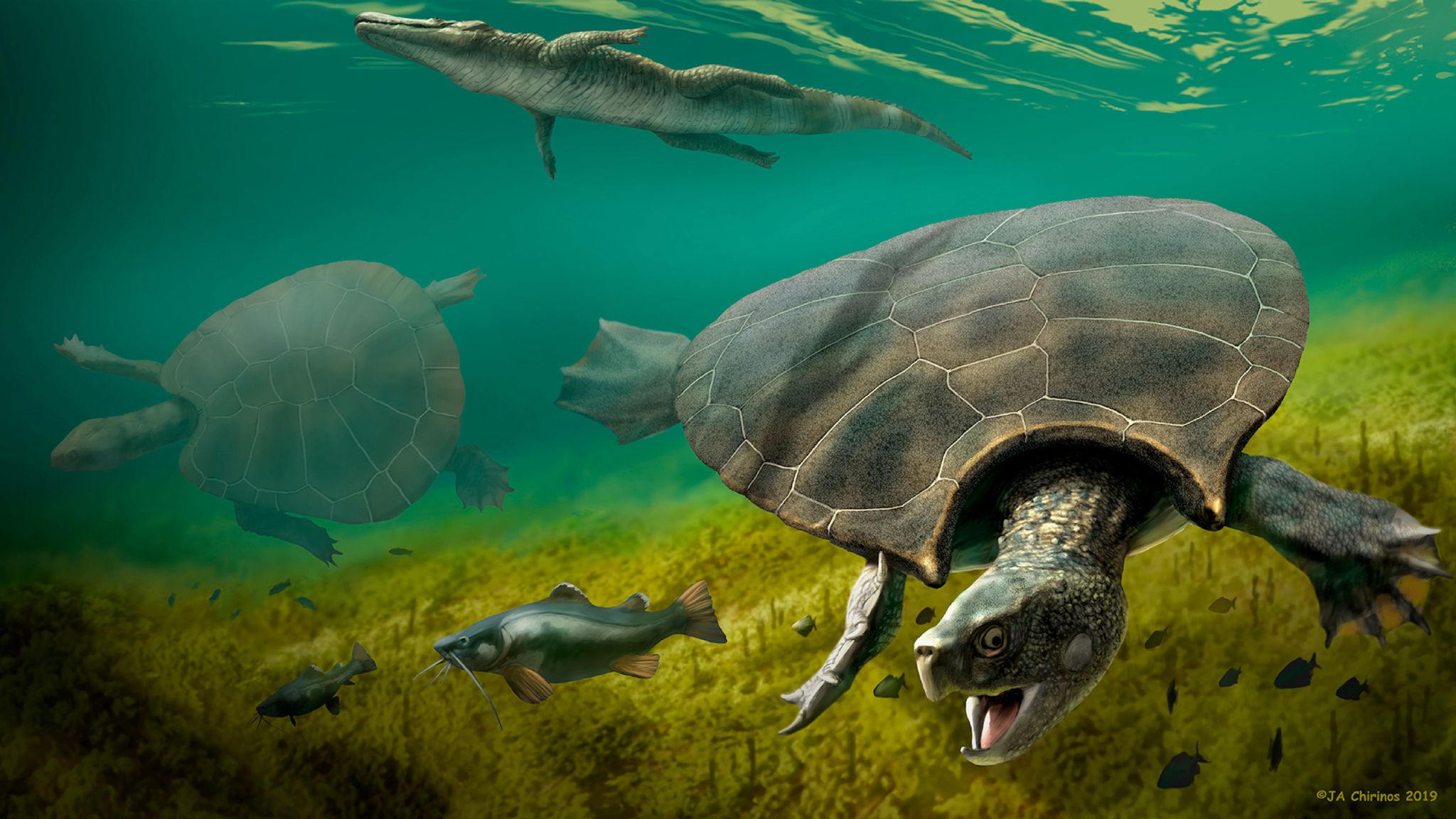 'Largest turtle that ever lived' had 10ft shell with horns to fight ...