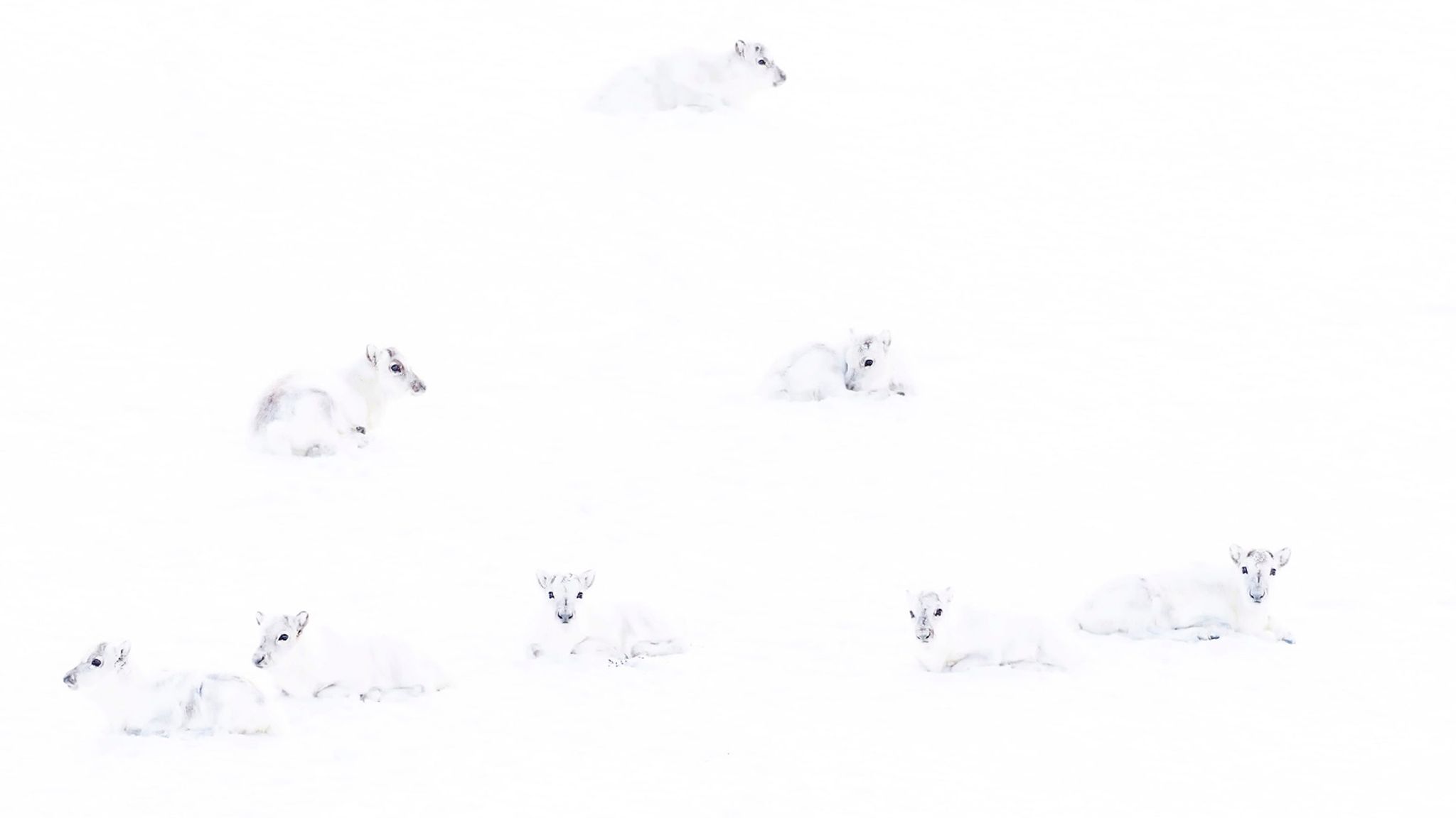 Wildlife Photographer of the Year: Fighting mice image wins people's ...