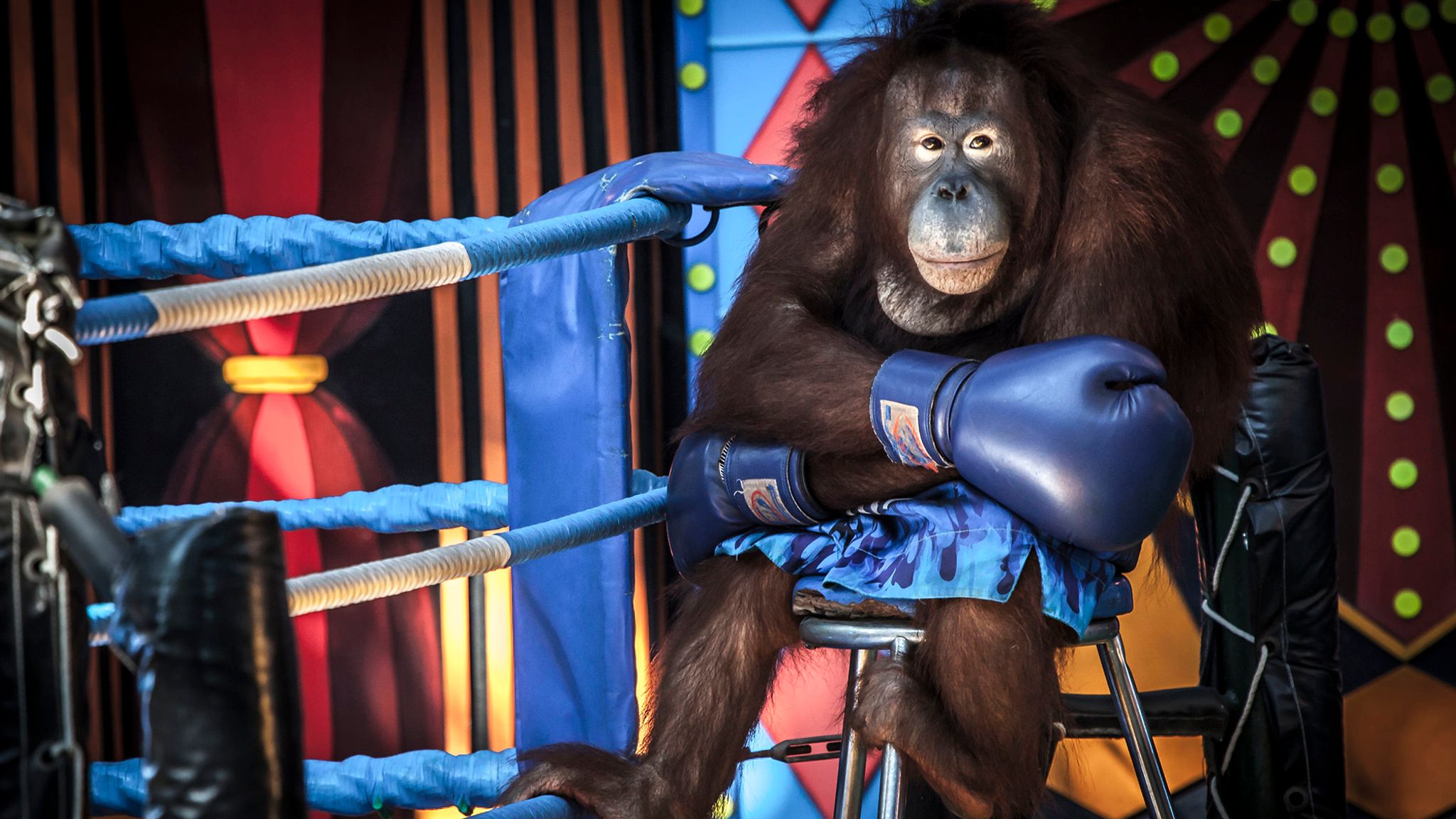 Wildlife Photographer of the Year: Fighting mice image wins people's ...