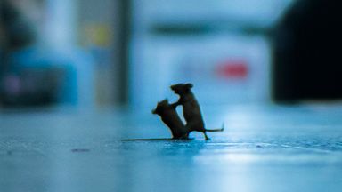 Wildlife Photographer of the Year: Fighting mice image wins people's ...