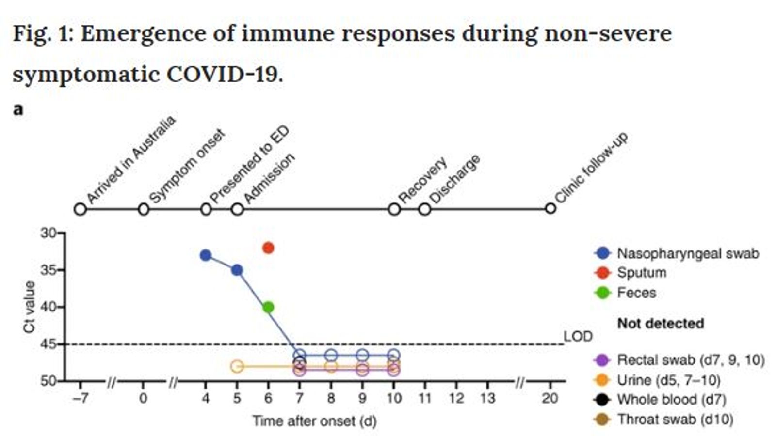 Coronavirus: Scientists reveal how the body fights back against ...