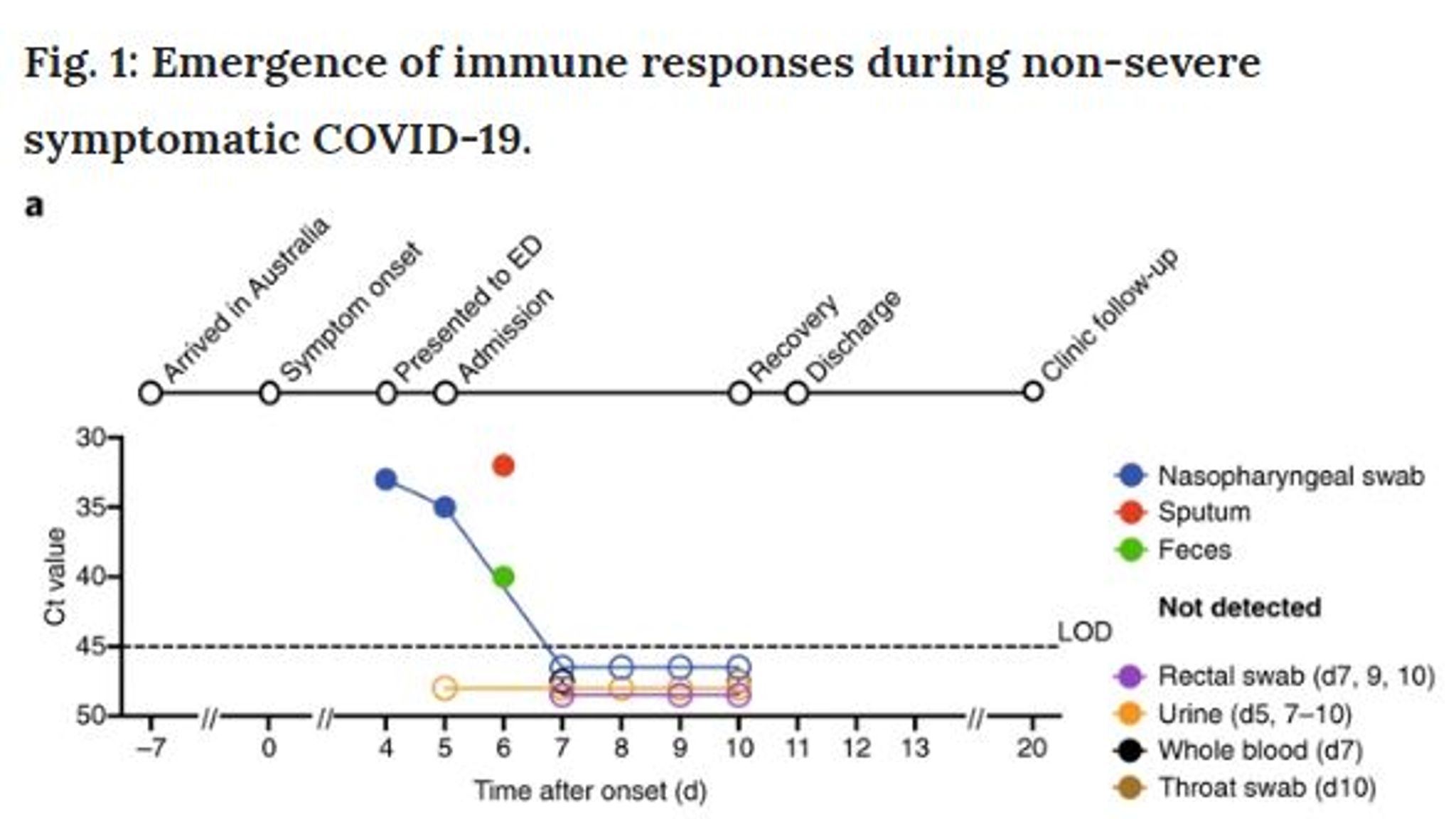 Coronavirus: Scientists reveal how the body fights back against ...