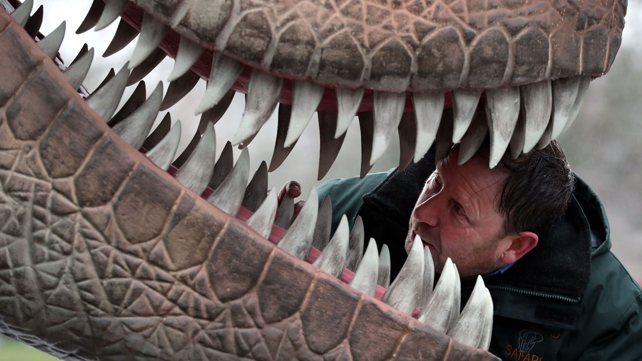 Life-size dinosaurs arrive at safari park to form new exhibition in ...