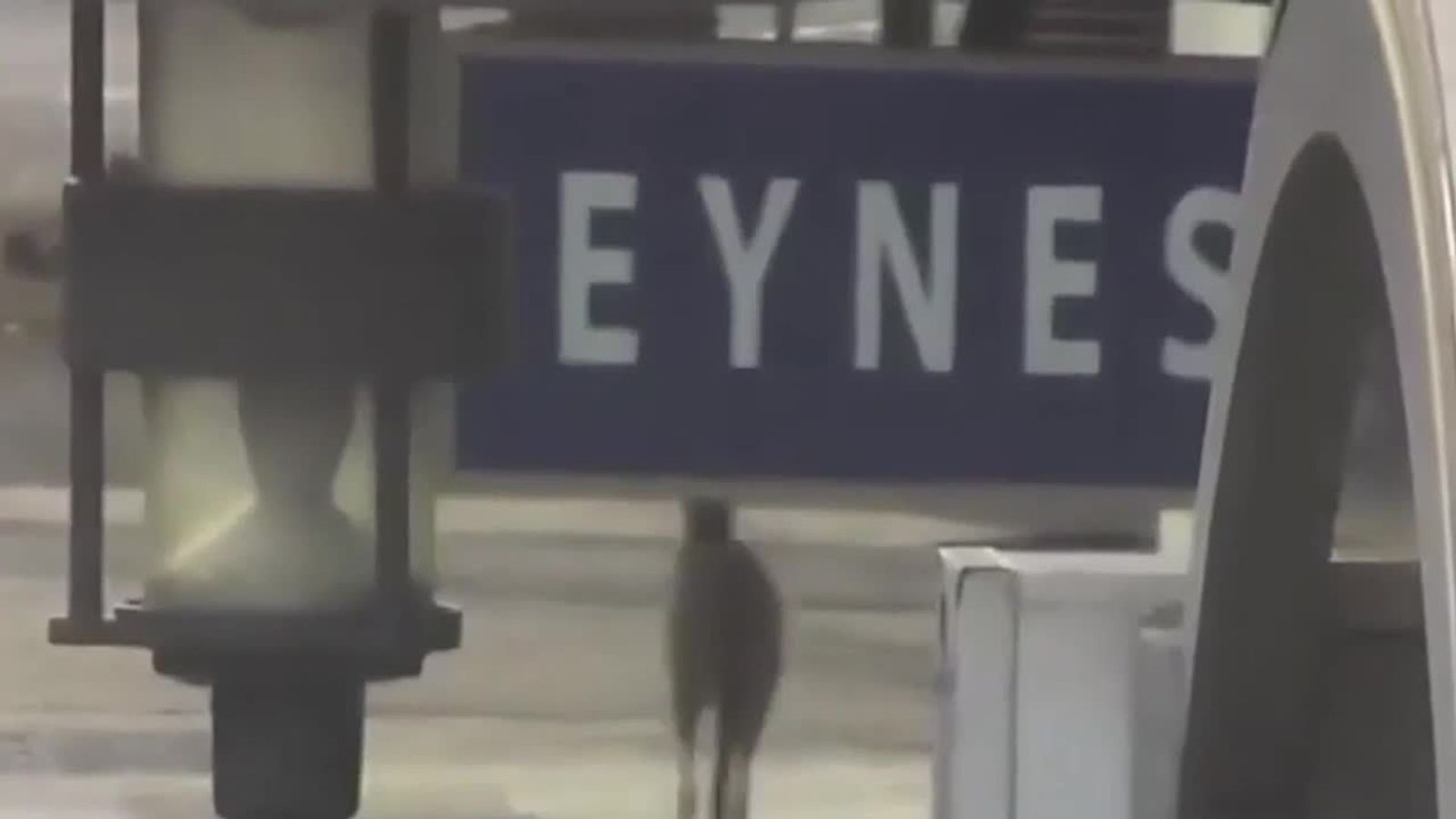Coronavirus: Kangaroo takes advantage of empty lockdown streets to tour ...
