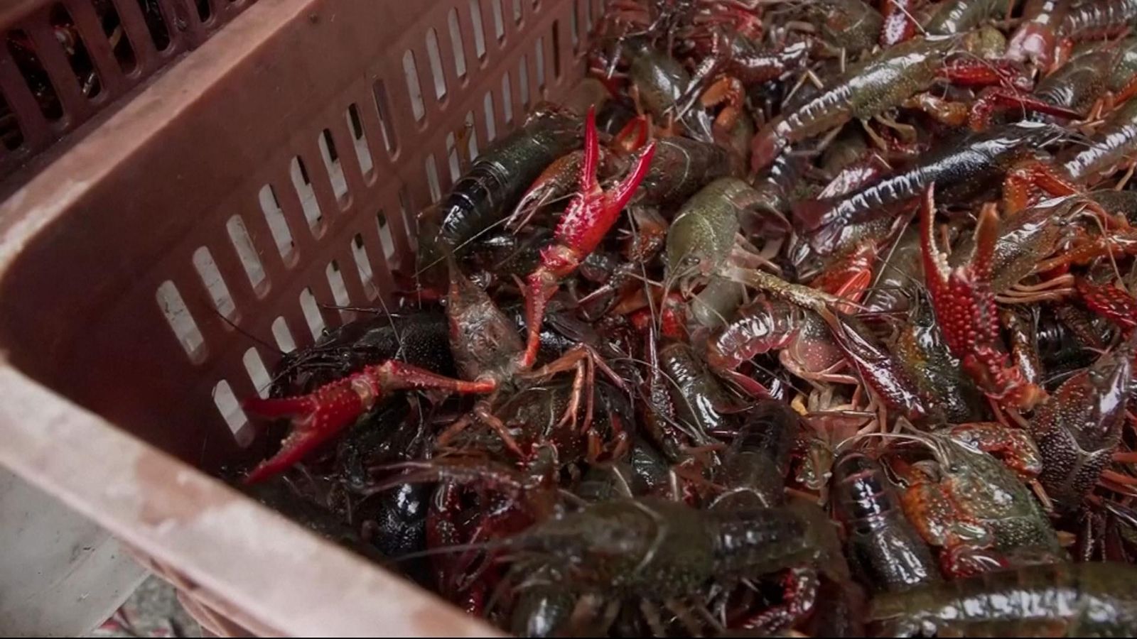 Coronavirus: Fish and veg stalls reopen at Wuhan market | World News ...