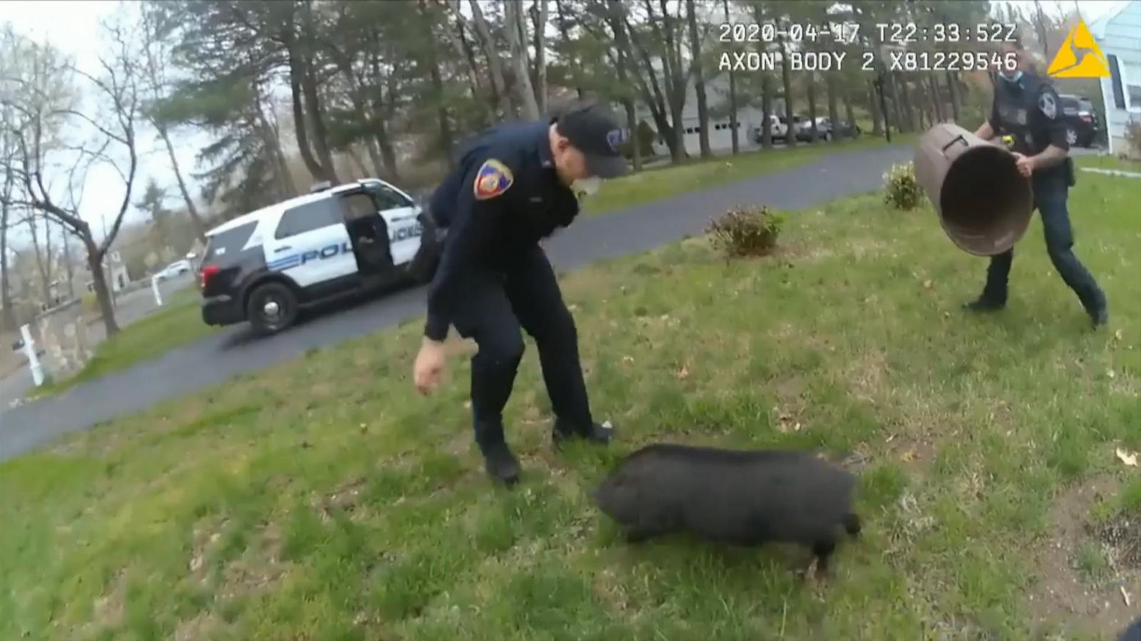 Police chase errant pig with bin | Offbeat News | Sky News
