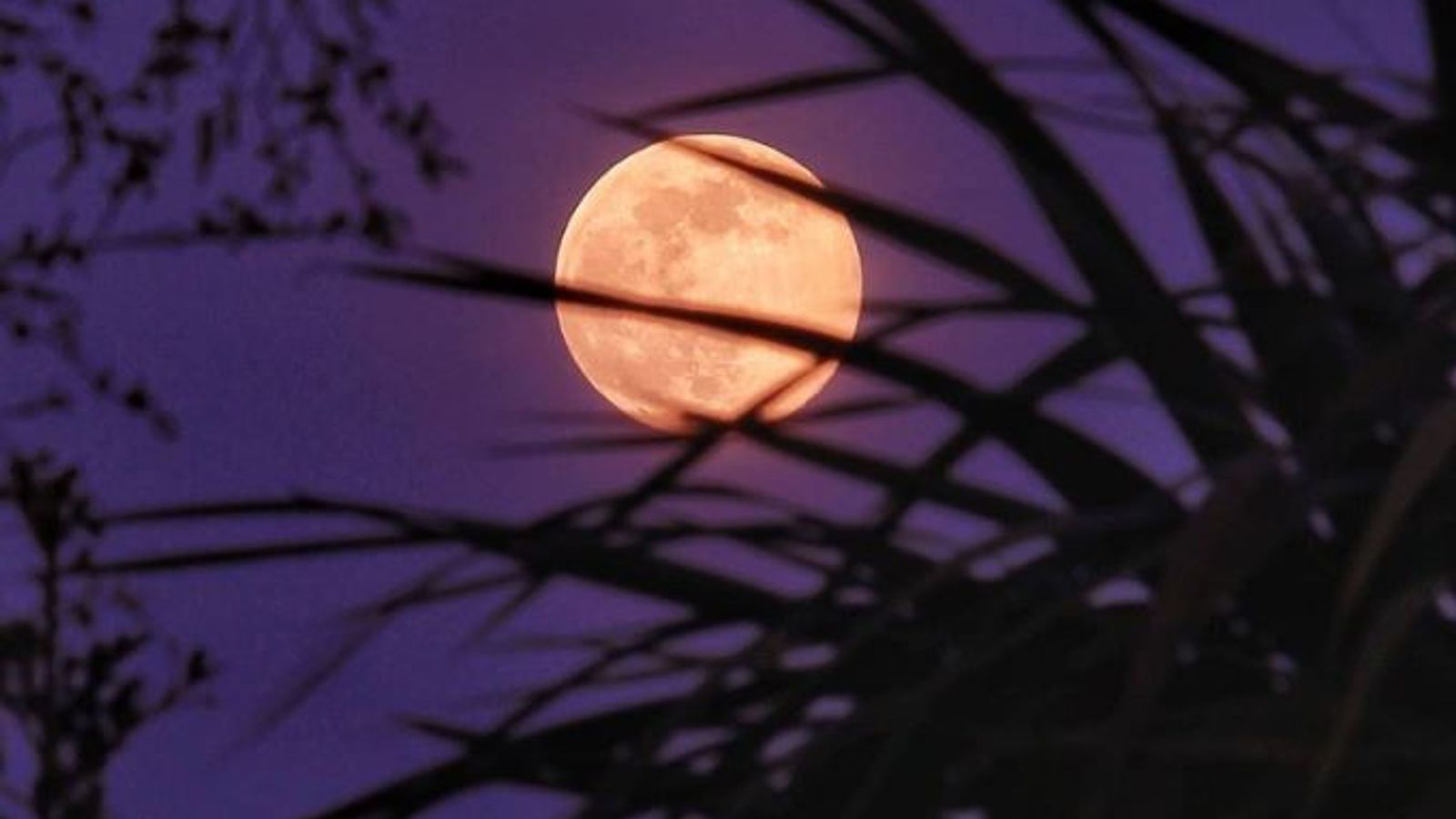 Super Flower Moon: How to spot the last supermoon of 2020 | UK News ...