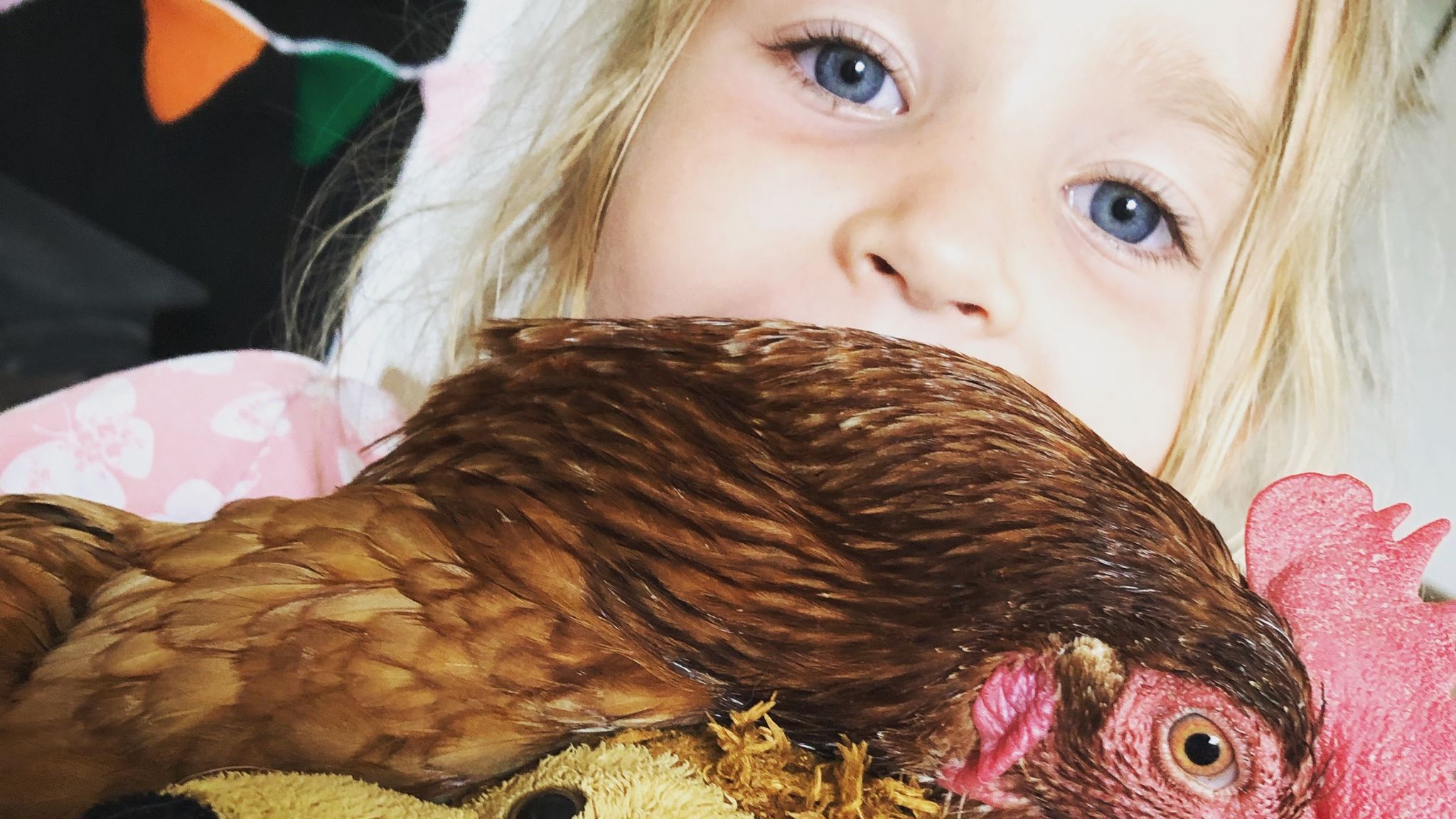 Coronavirus: Hen re-homing charity reports boom in demand amid lockdown ...
