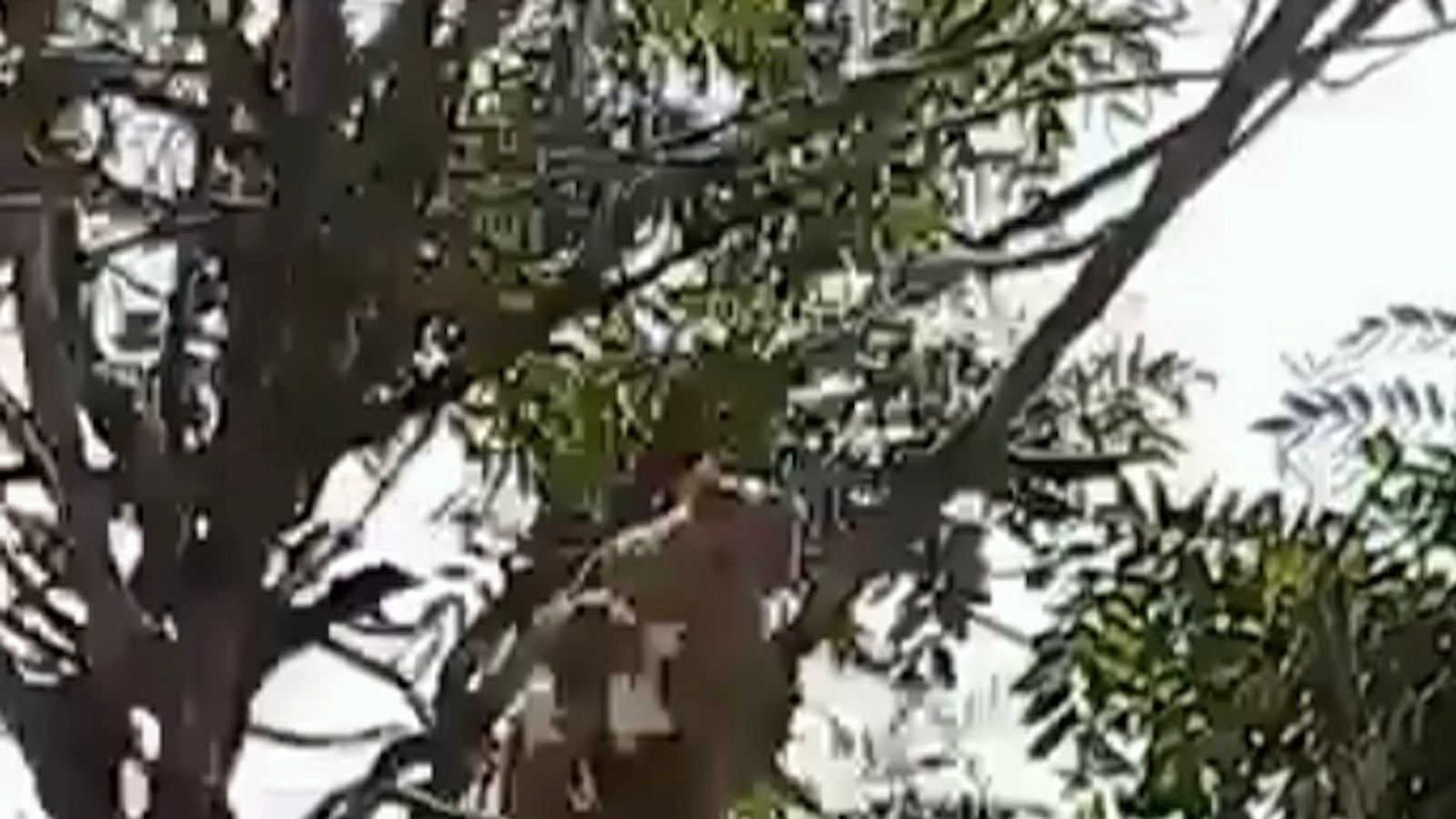 Monkeys run off with COVID-19 samples in India | World News | Sky News