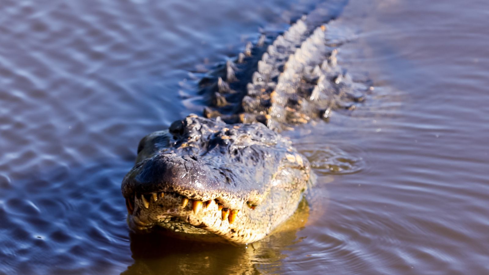 Woman who 'wanted to get close to alligator' dragged to her death | US ...