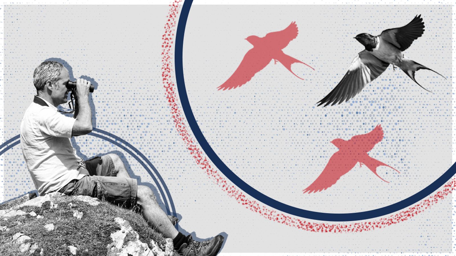 Coronavirus: Why lockdown is making us stop and listen to the birds ...