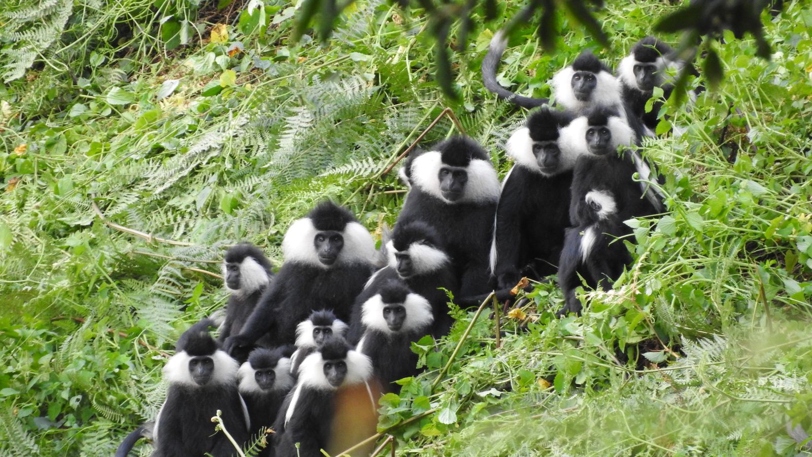 Social distancing between monkeys prevents microbe spread | Science ...