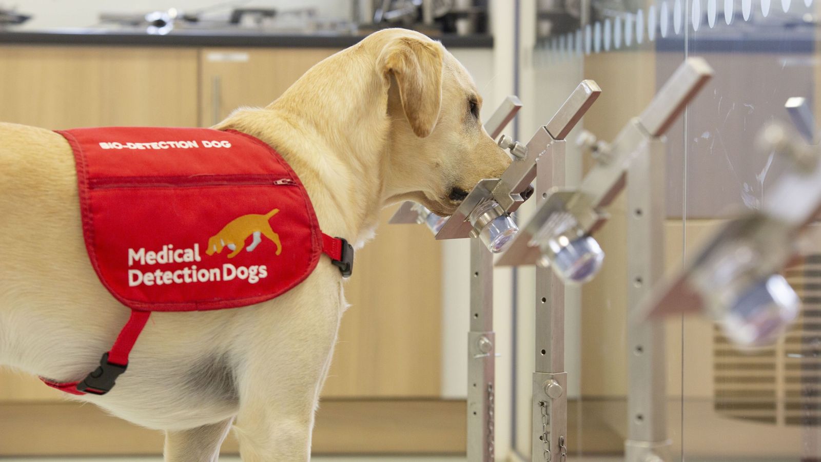 'COVID dogs' could sniff out up to 250 people an hour for coronavirus ...