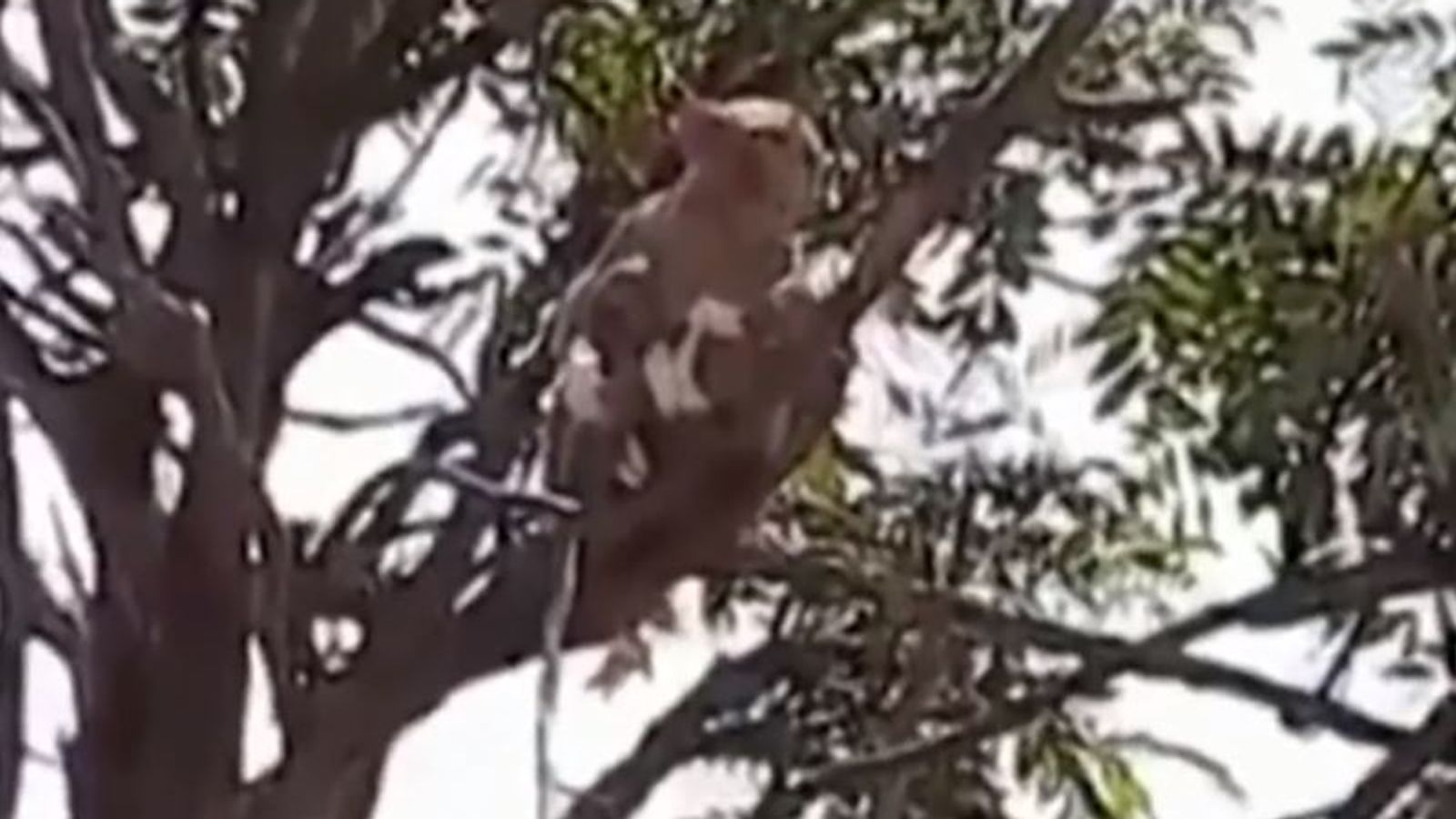 Coronavirus: Monkeys 'grab and flee' with infected blood samples ...