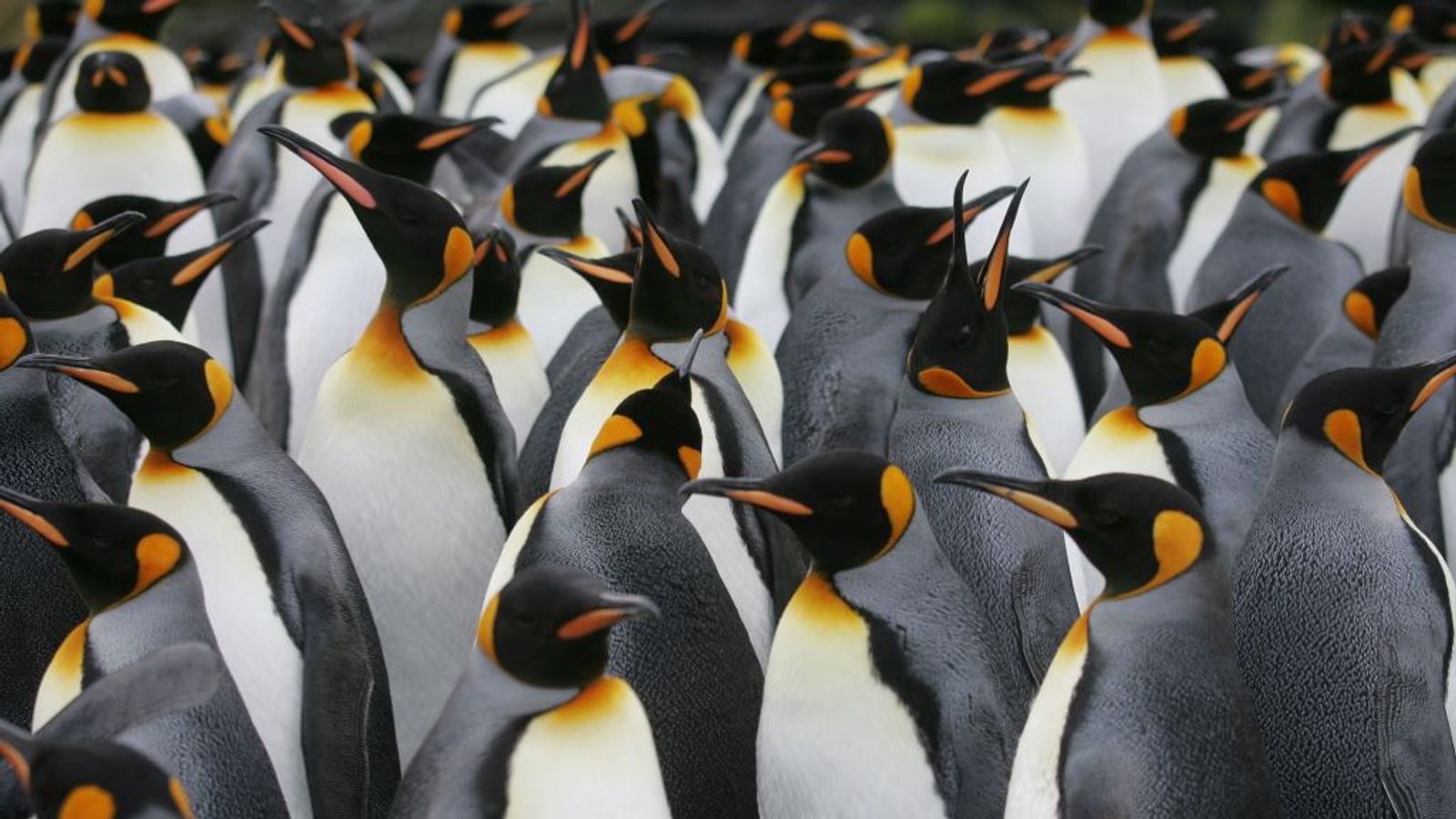 Scientists say they went 'cuckoo' due to laughing gas from penguin poo ...
