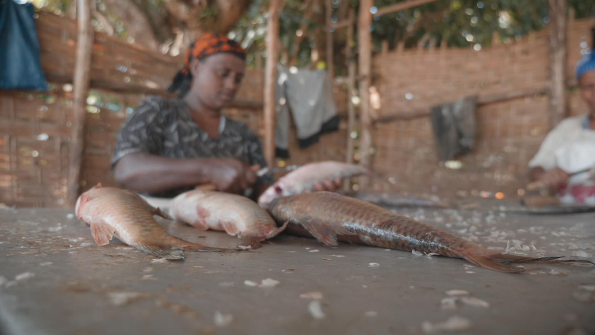 Plastic Nile: Three-quarters of fish in world's longest river contain ...