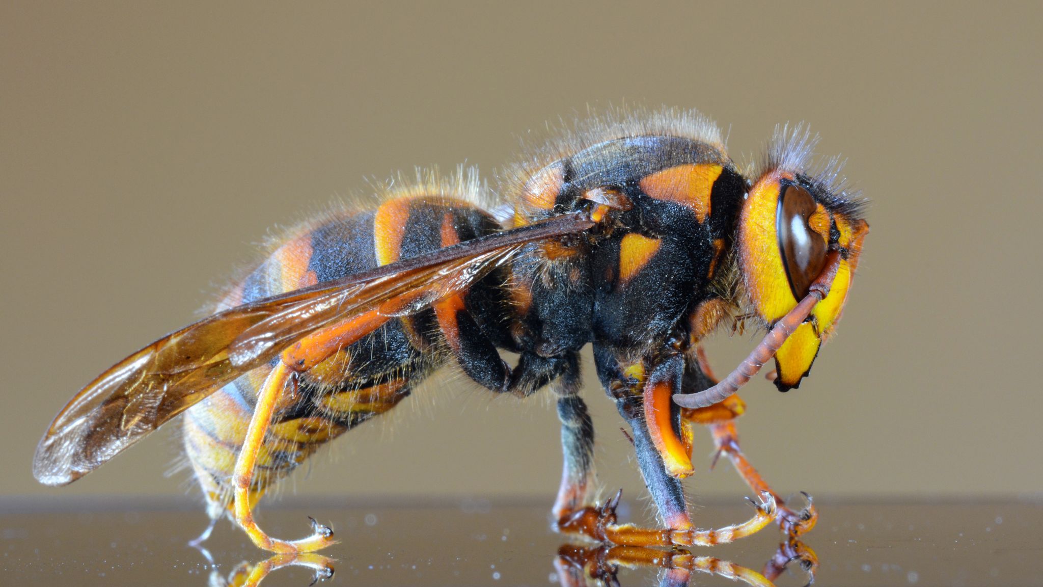 Scientists discover bats learning to buzz like hornets to deter ...