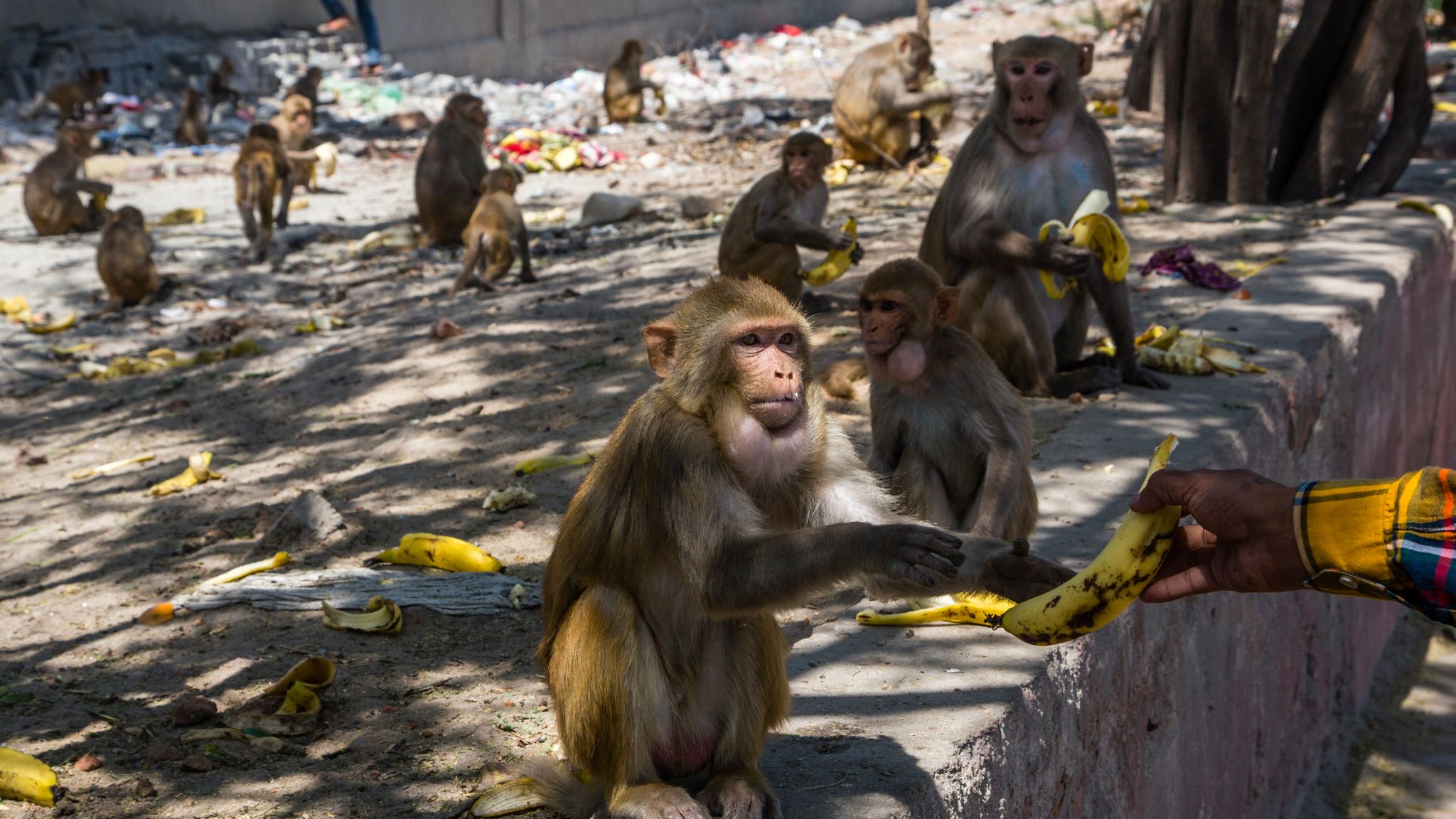 Coronavirus: Monkeys 'escape with COVID-19 samples' after attacking lab ...