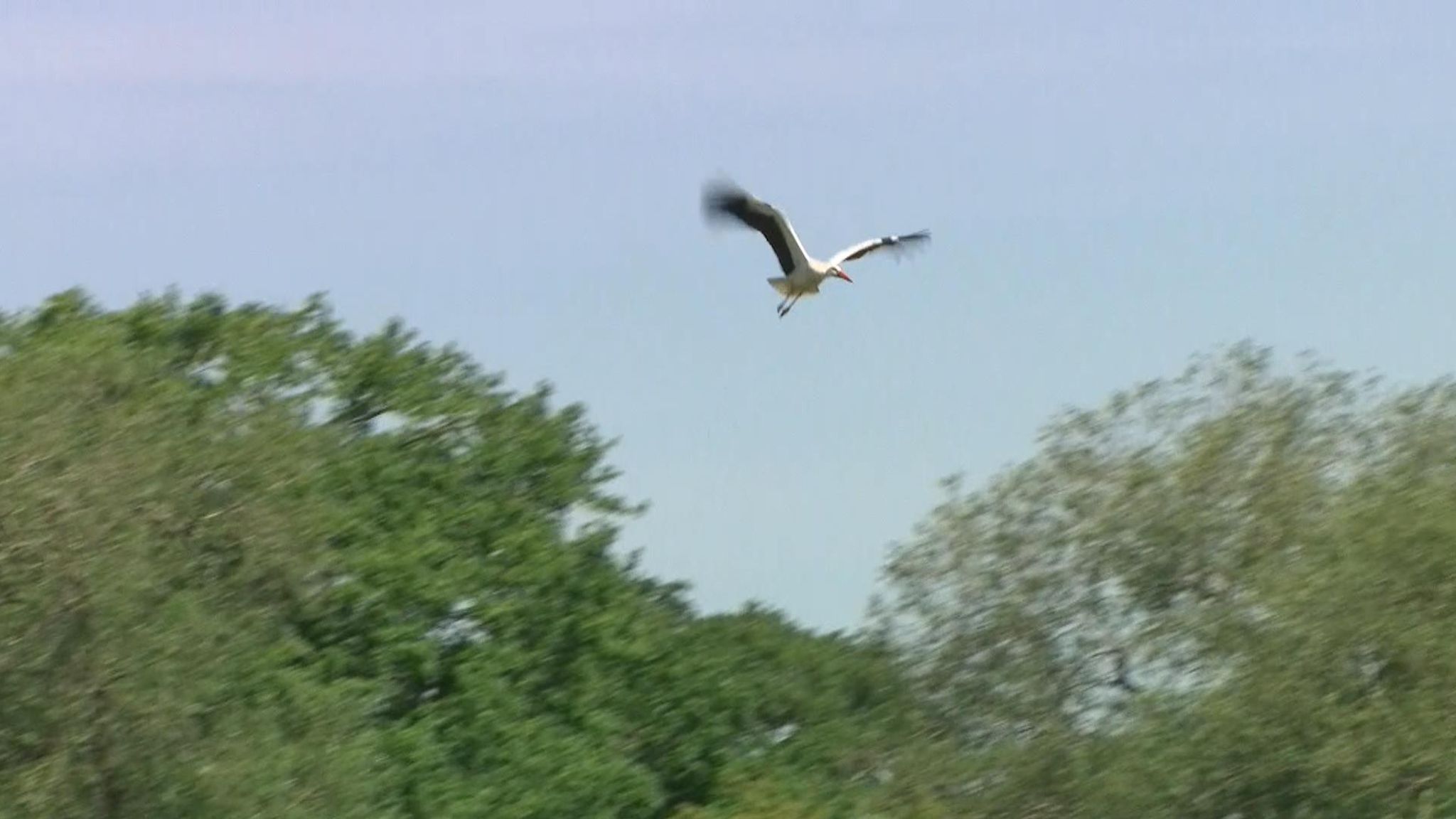Wild white stork chicks hatch in UK for first time in hundreds of years ...