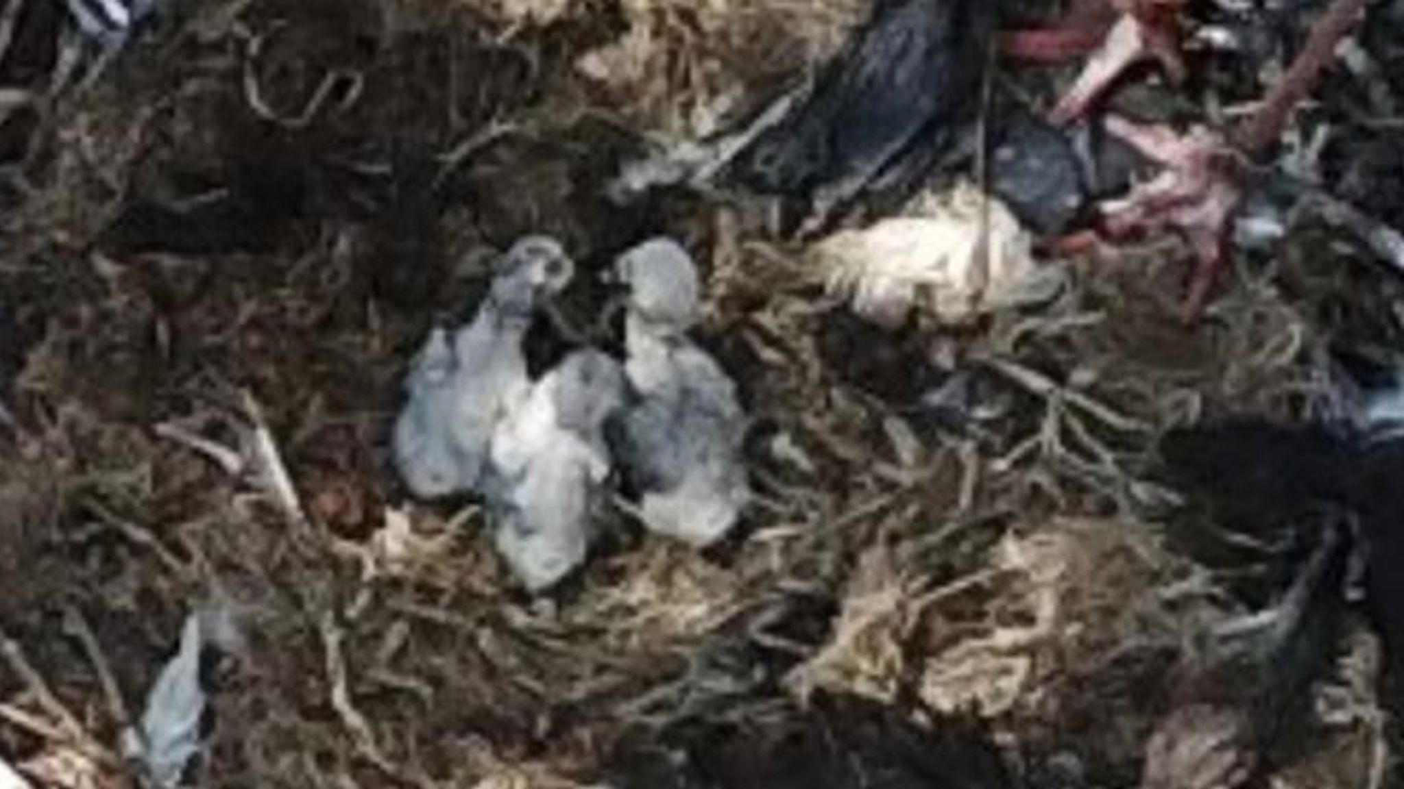 Wild white stork chicks hatch in UK for first time in hundreds of years ...