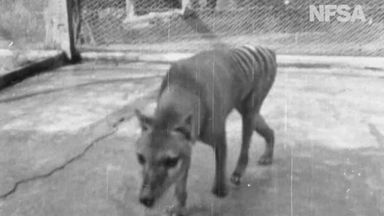 Newly released film offers final glimpse of extinct Tasmanian tiger ...