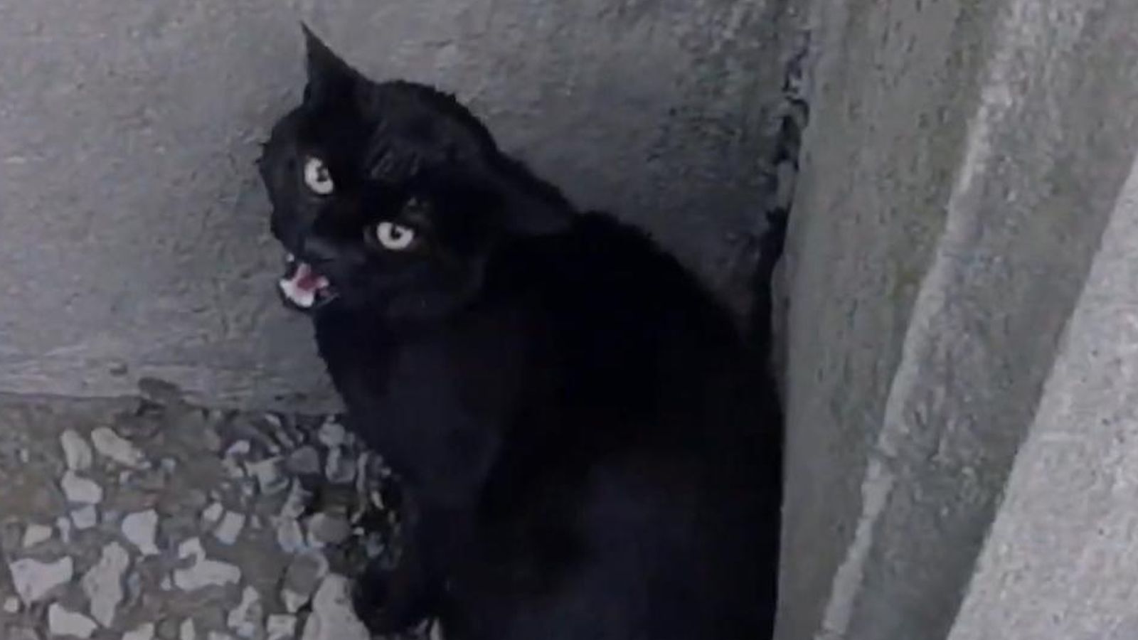 Stranded cat does everything it can not to be rescued | UK News | Sky News