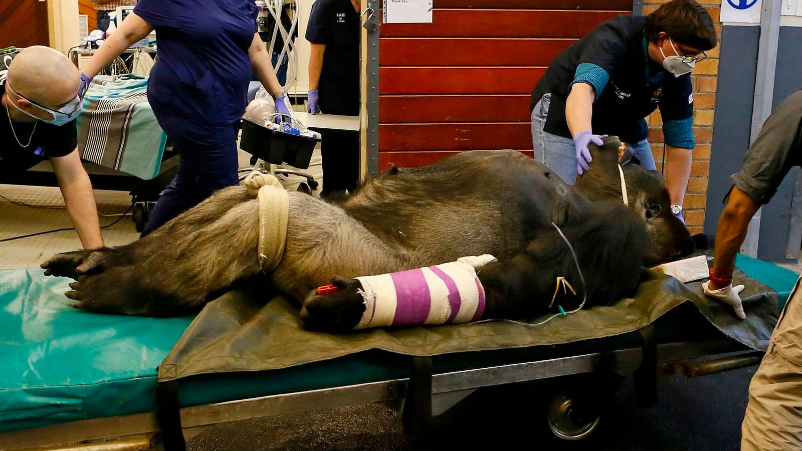 33-stone gorilla is given CT scan (with help of five lifters) | World ...