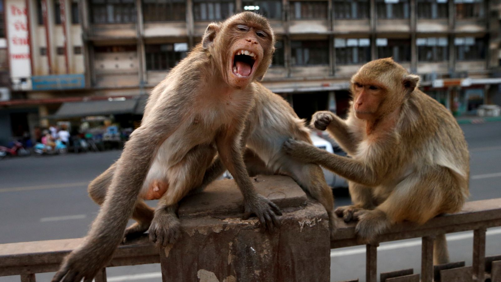 Coronavirus: Thailand sterilises 500 monkeys to protect locals because ...