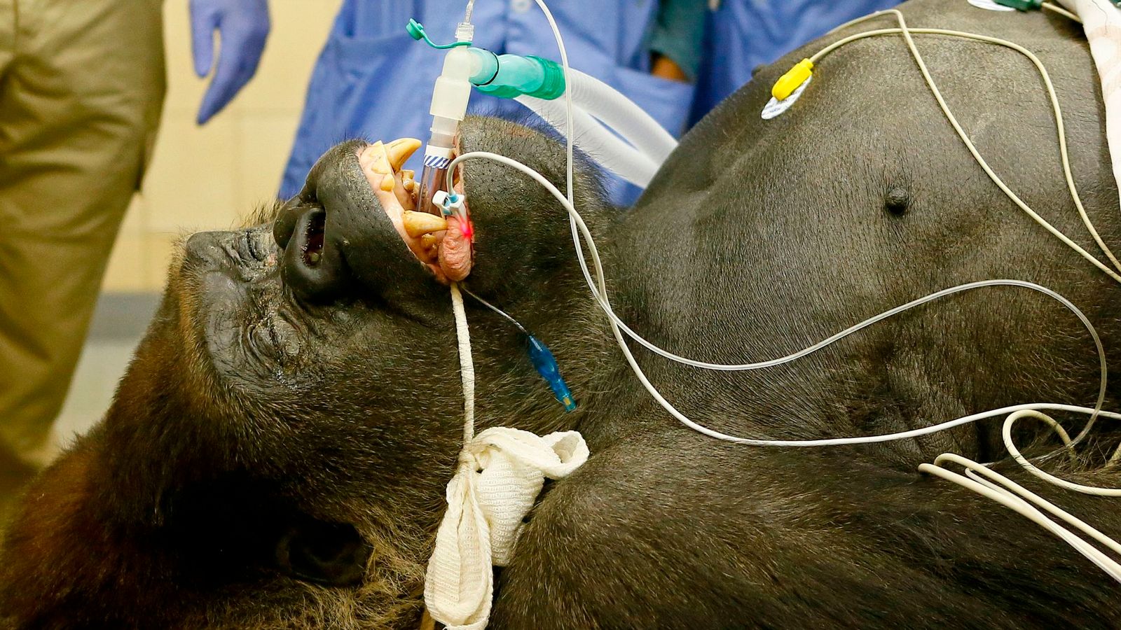 33-stone gorilla is given CT scan (with help of five lifters) | World ...