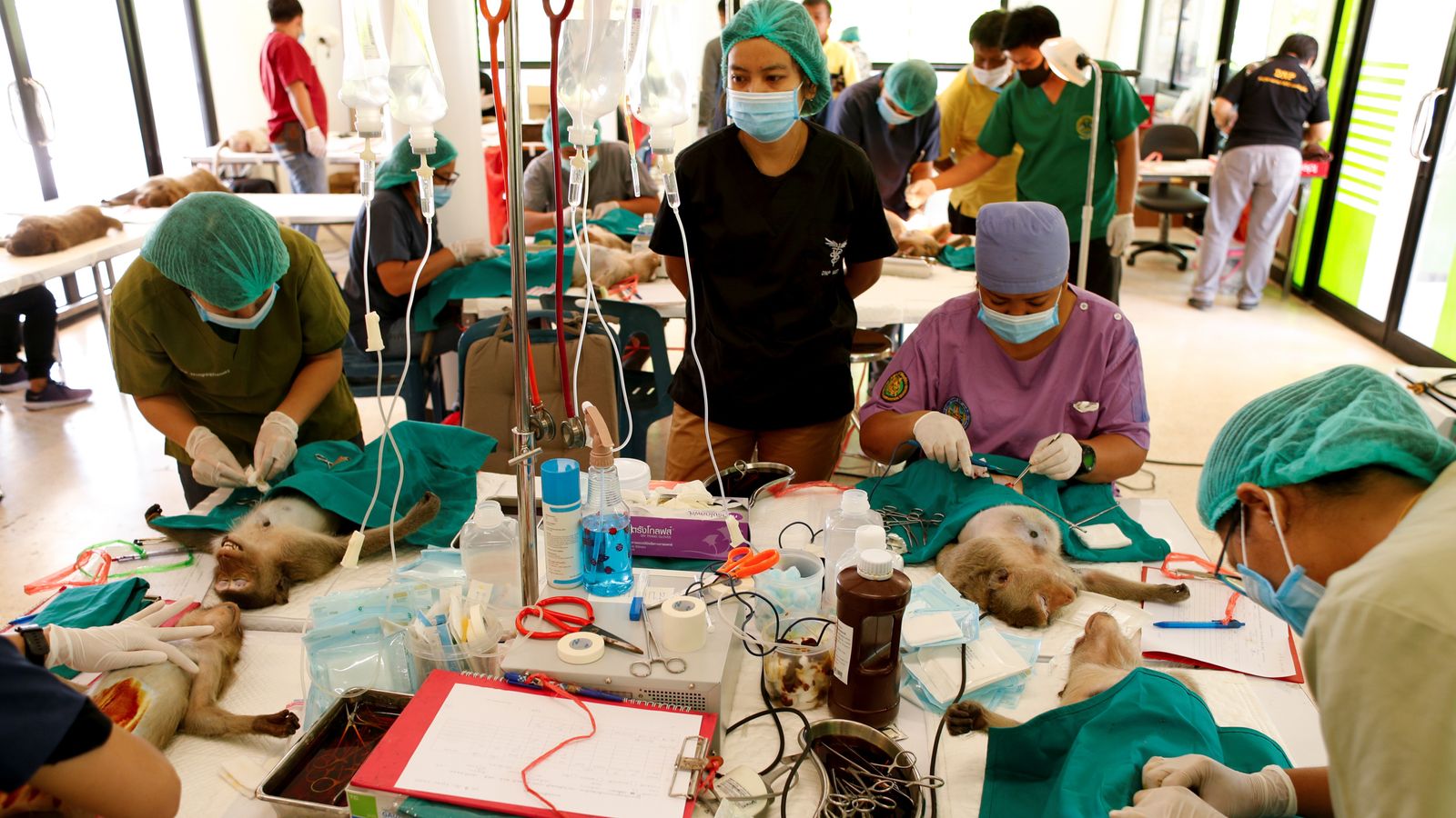 Coronavirus: Thailand sterilises 500 monkeys to protect locals because ...