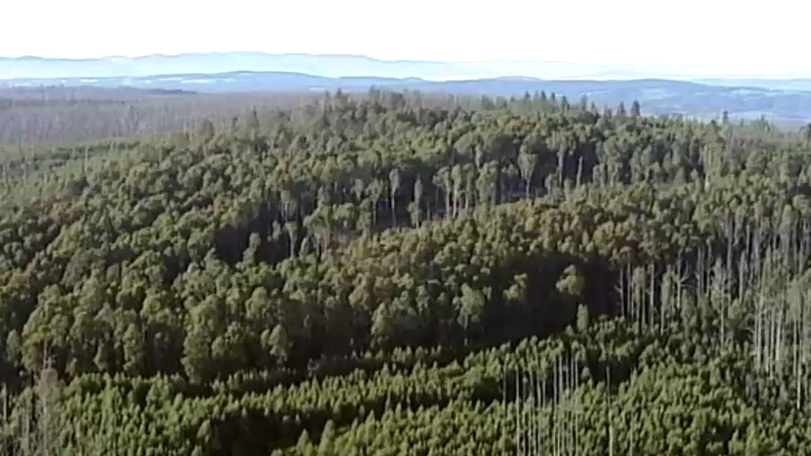 William Callaghan: Search for autistic boy missing in 'life ...