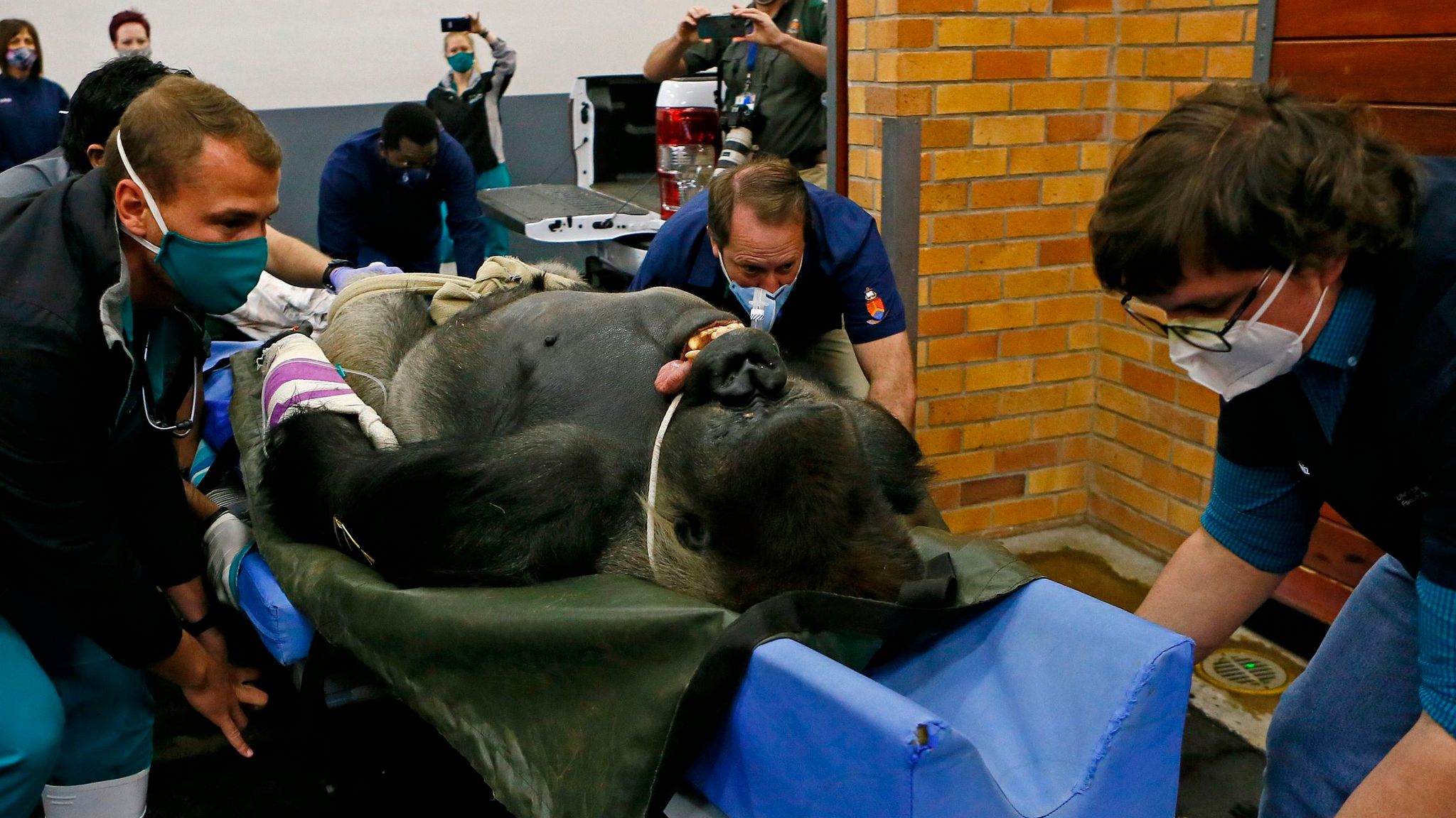 33-stone gorilla is given CT scan (with help of five lifters) | World ...