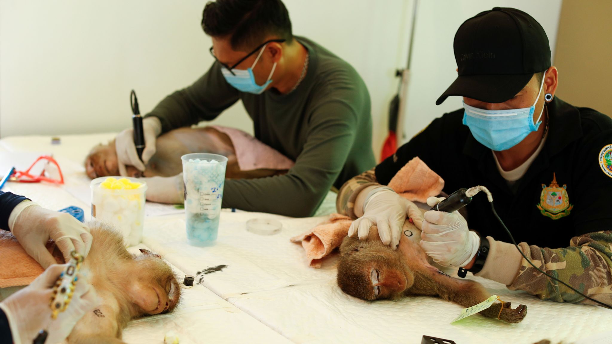 Coronavirus: Thailand sterilises 500 monkeys to protect locals because ...