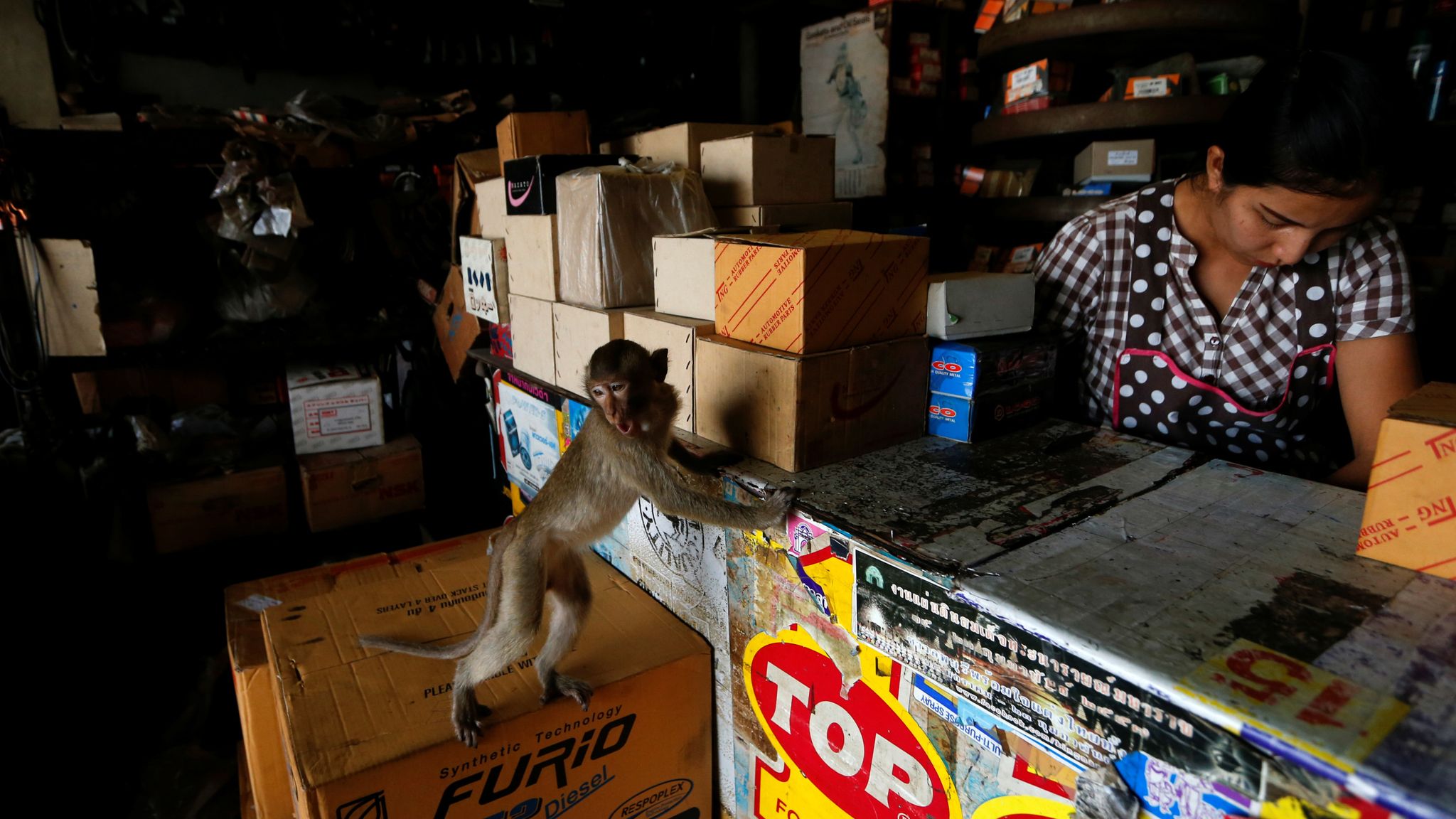 Coronavirus: Thailand sterilises 500 monkeys to protect locals because ...