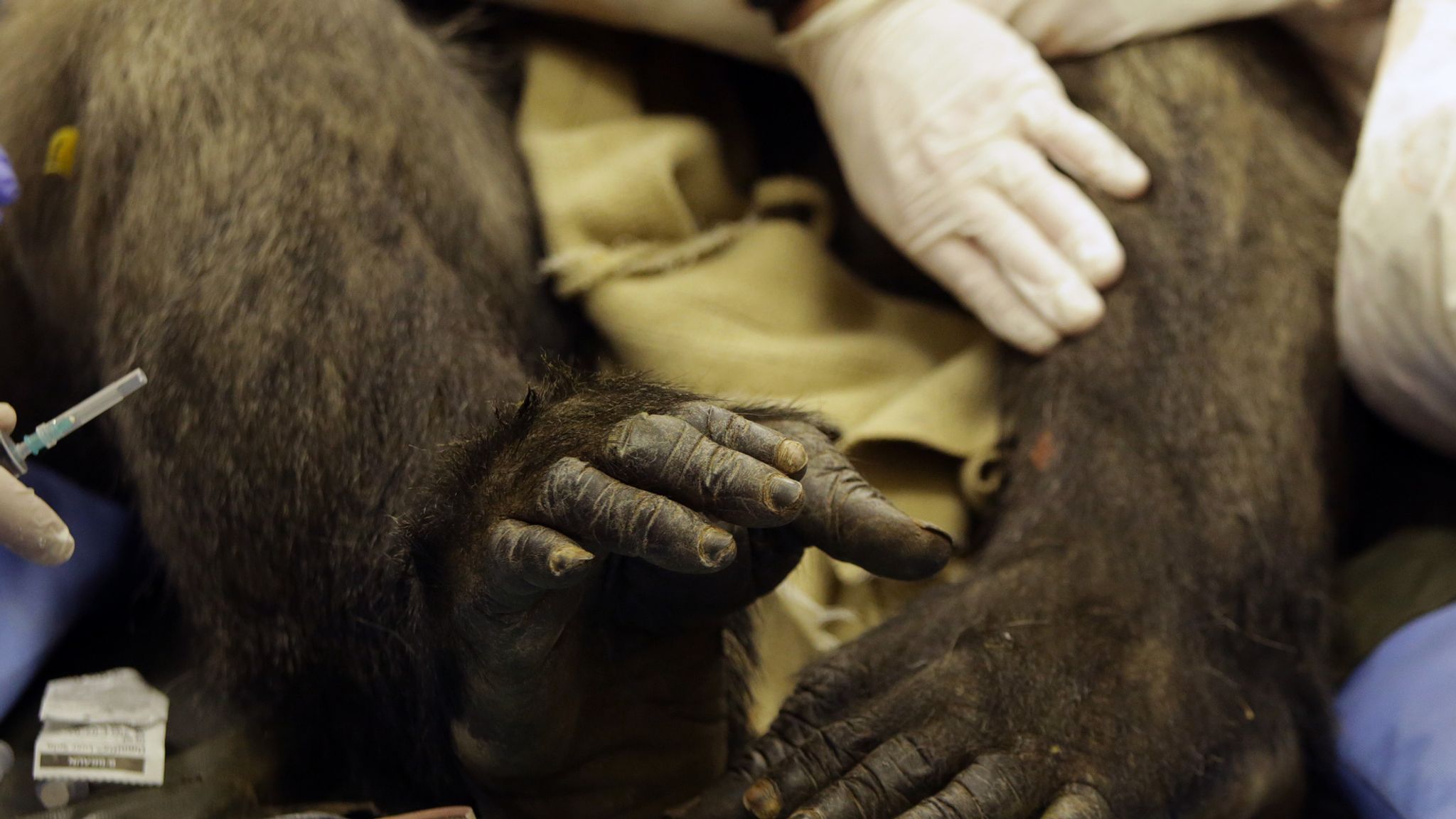 33-stone gorilla is given CT scan (with help of five lifters) | World ...