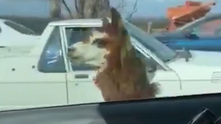 Alpaca pops up alongside squad car and has police officers in stitches ...
