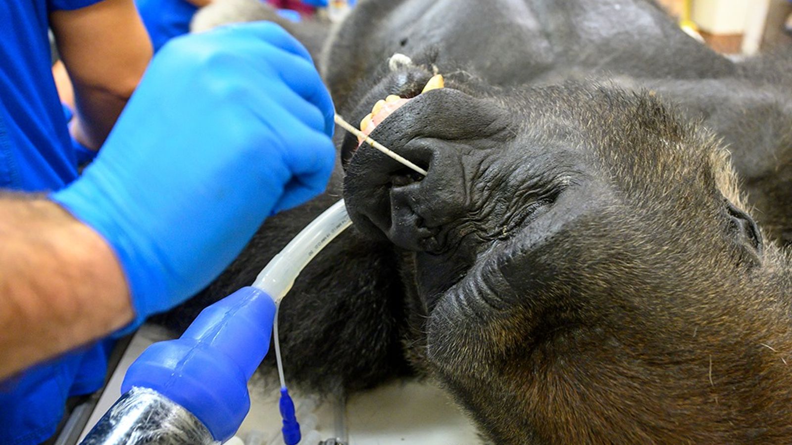 Coronavirus: Shango the gorilla given COVID-19 test after fever | US ...