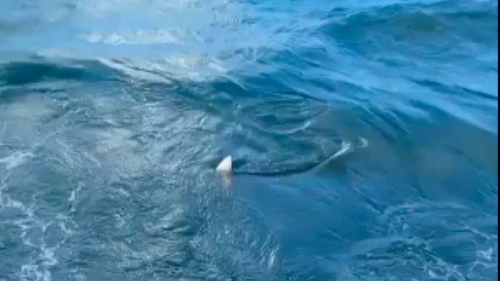 'Hey kid, there's a shark' | World News | Sky News