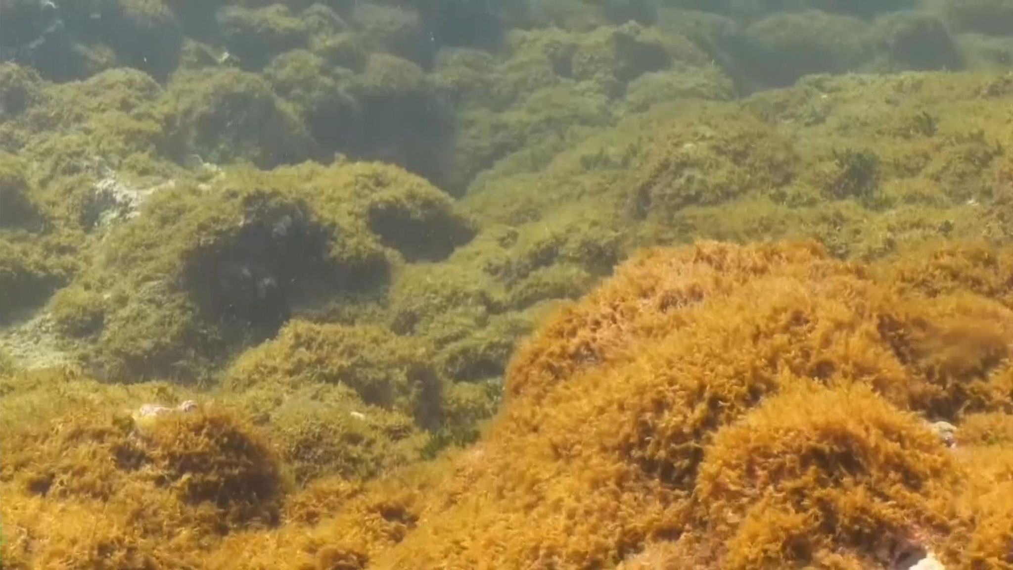 Newly-discovered seaweed species threatens protected coral reef in ...