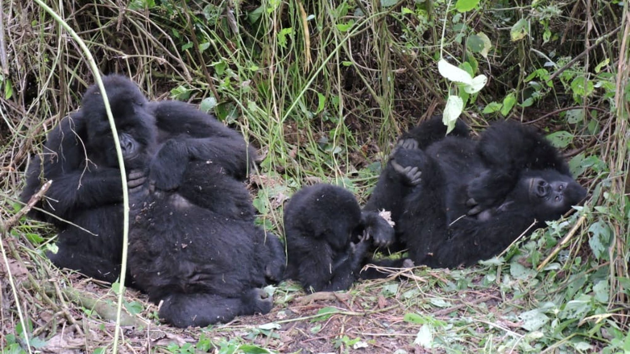 Young gorilla trapped in poacher's snare saved by park rangers in ...