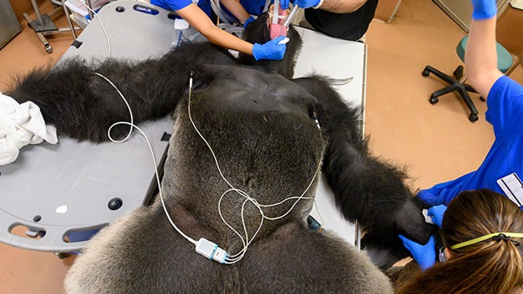 Coronavirus: Shango the gorilla given COVID-19 test after fever | US ...
