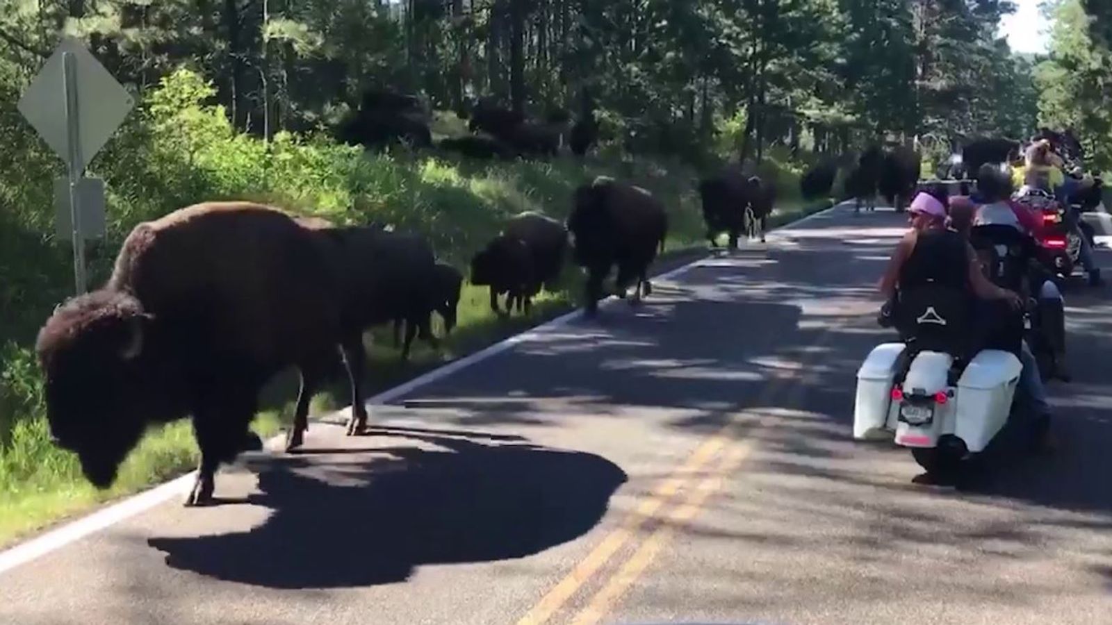 Herd of bison stops bikers in their tracks in South Dakota | US News ...